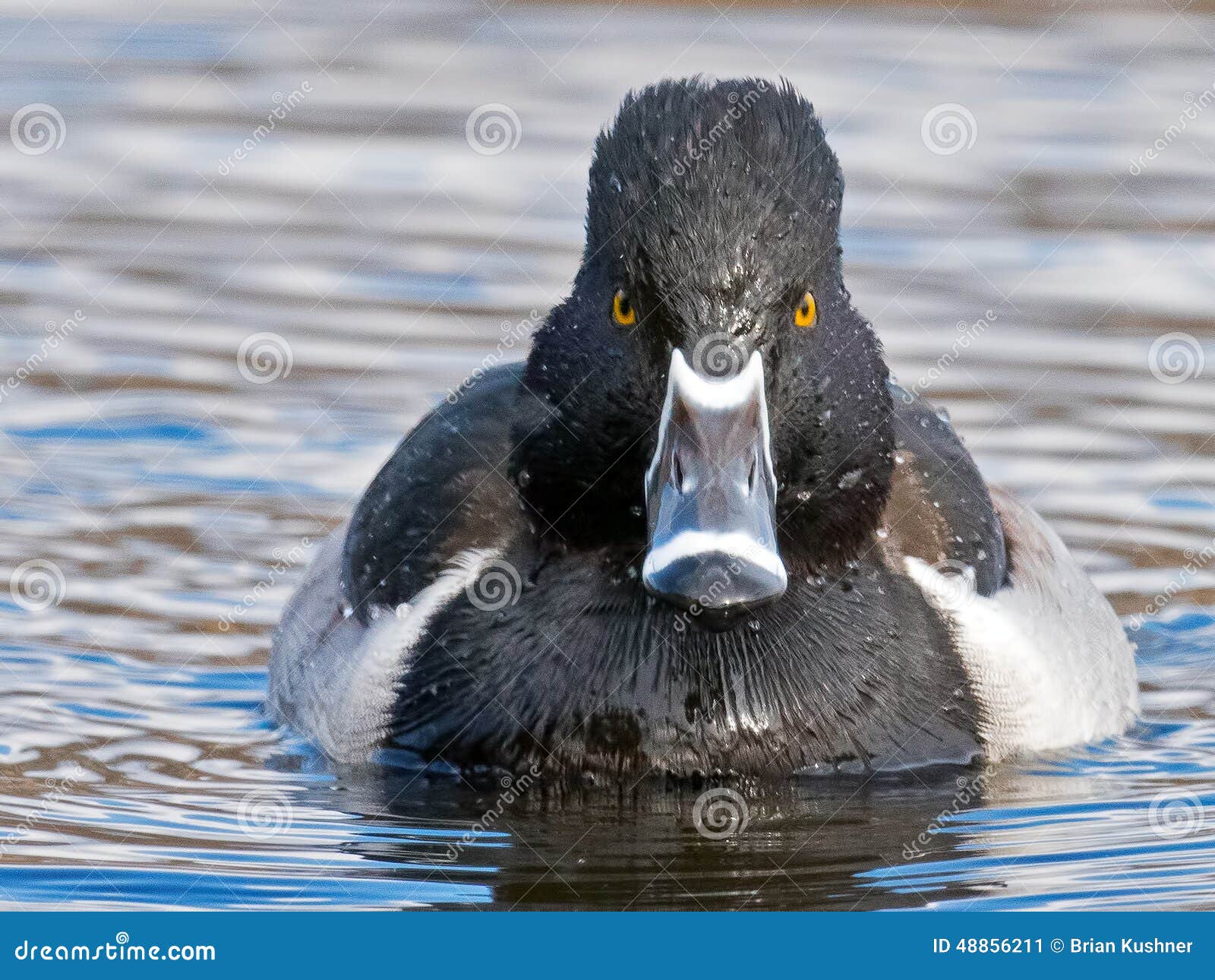 Pato do Rodeado-pescoço imagem de stock. Imagem de anel - 48856211