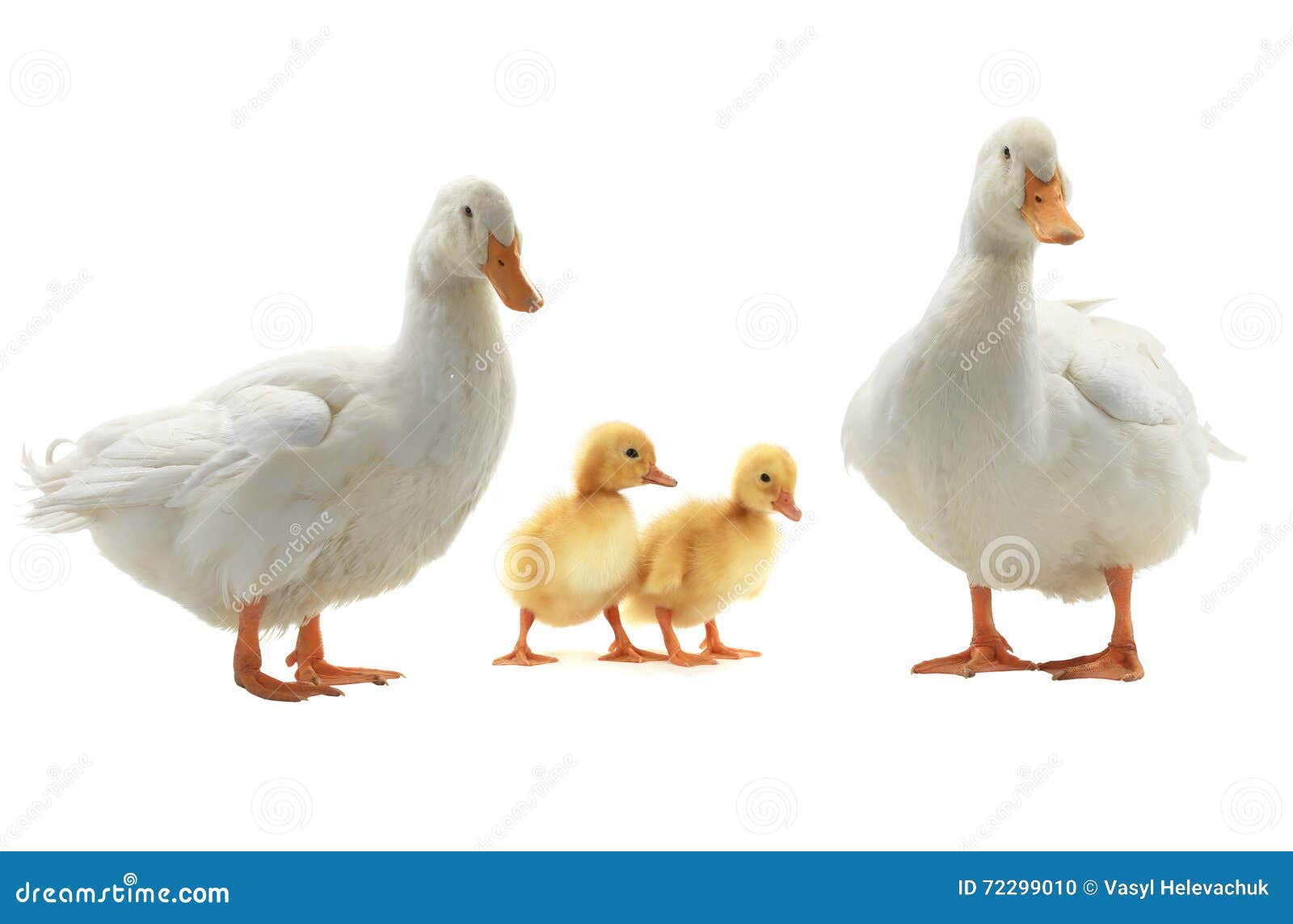 Pato dois foto de stock. Imagem de colorido, marrom, grande - 72299010