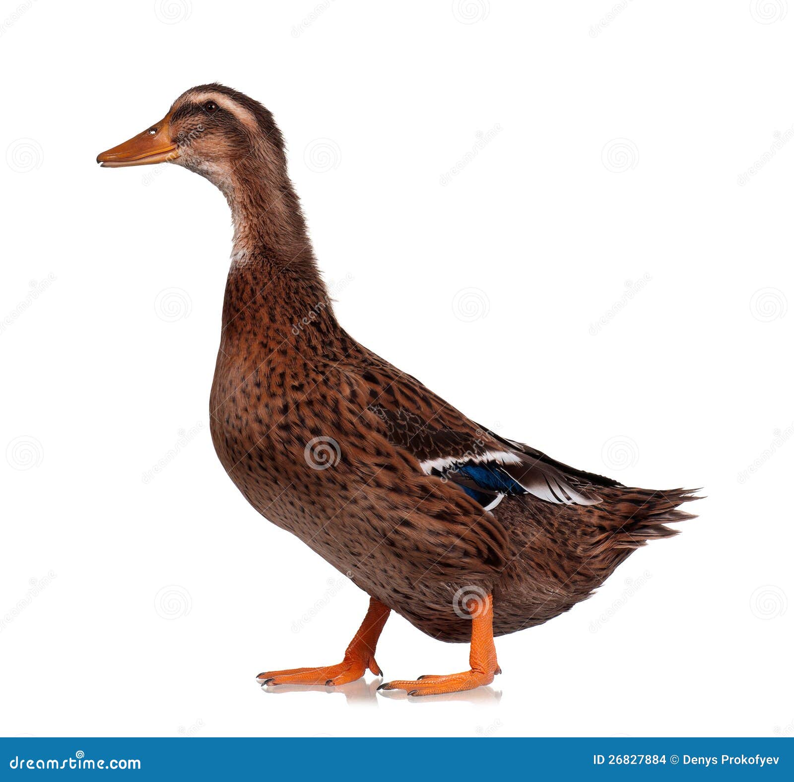 Pato doméstico foto de archivo. Imagen de fondo, rural - 26827884