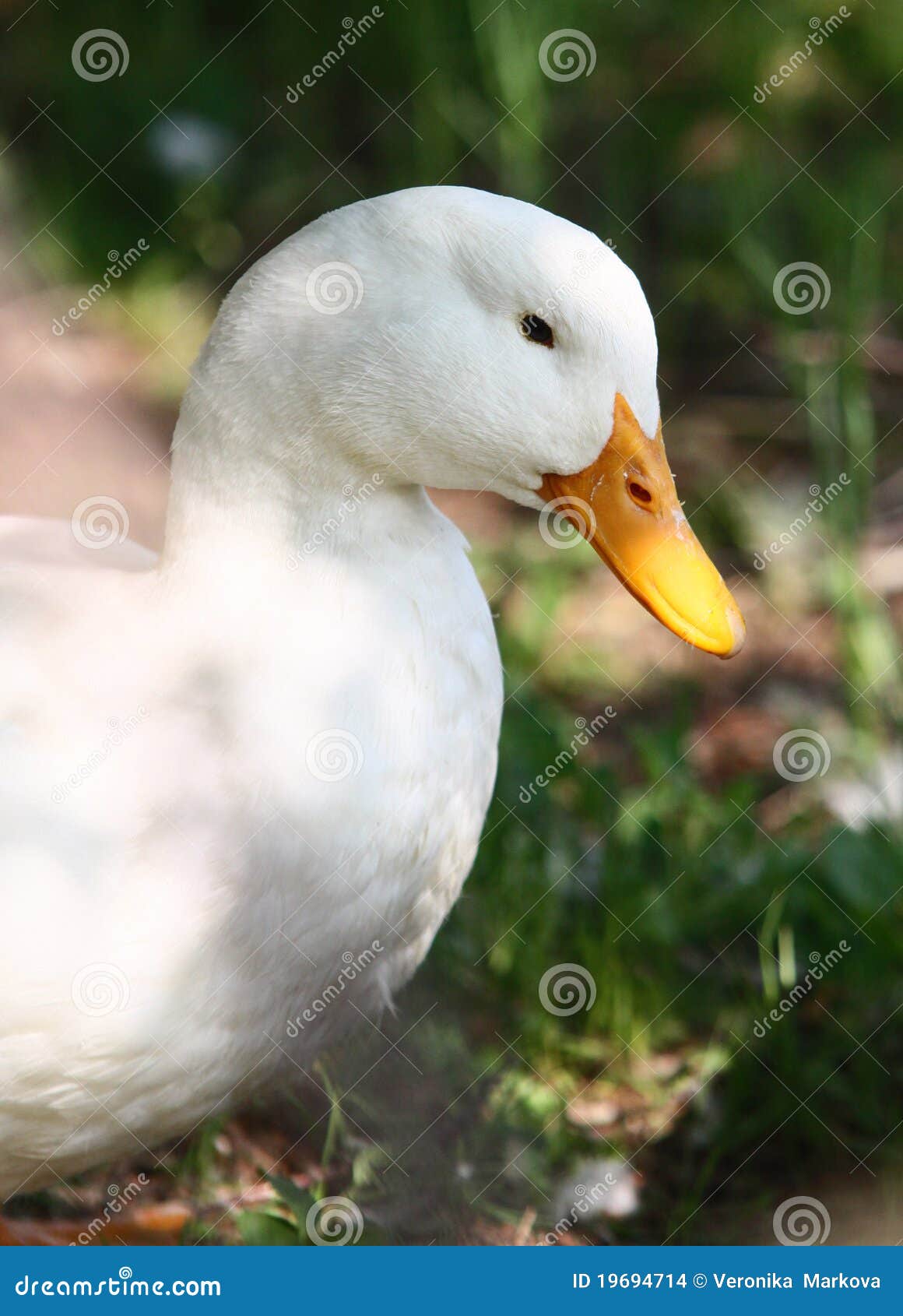 Pato doméstico blanco foto de archivo. Imagen de saludo - 19694714