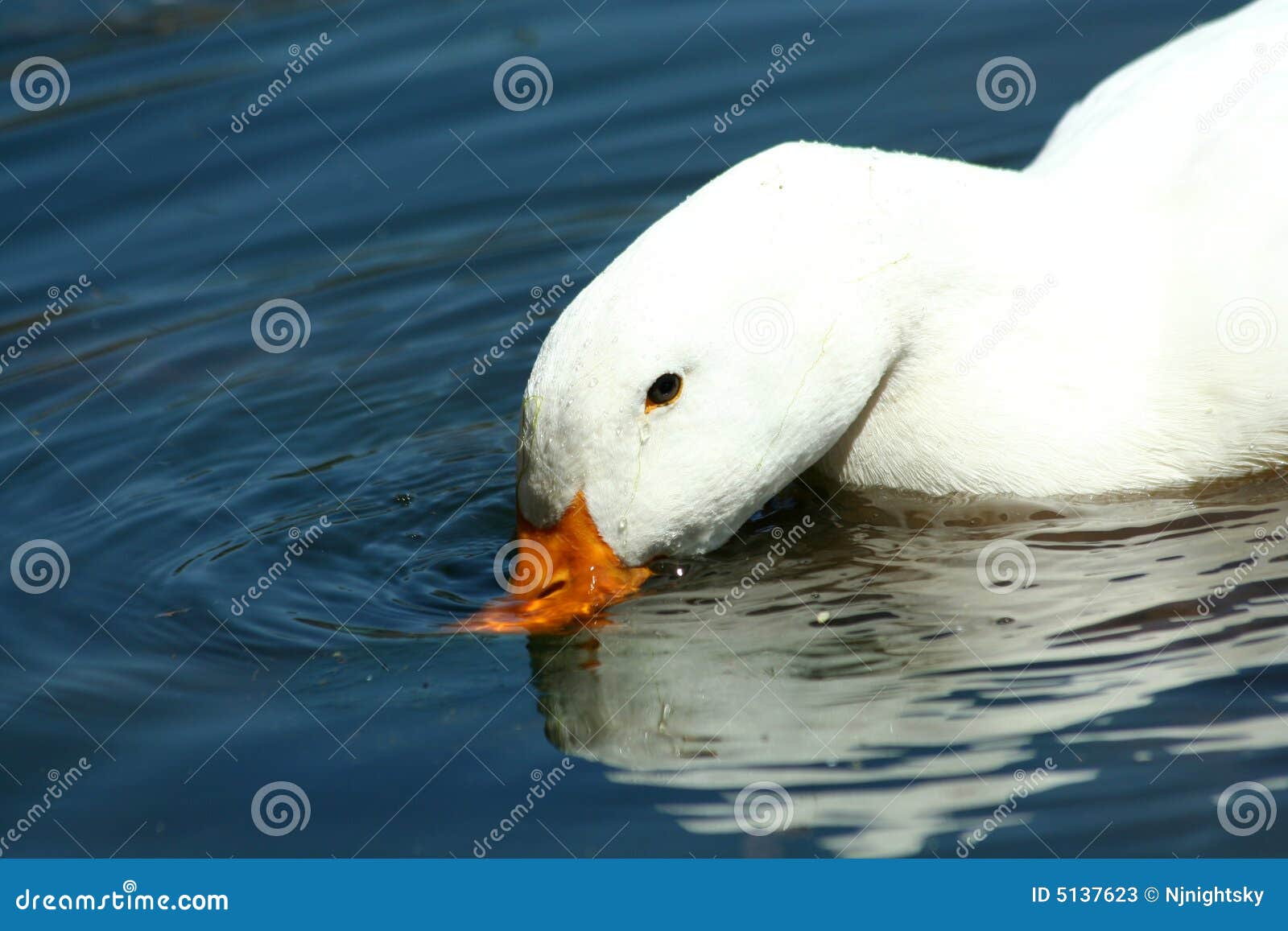 Pato Doméstico Blanco Que Bebe En Una Charca Imagen de archivo - Imagen ...
