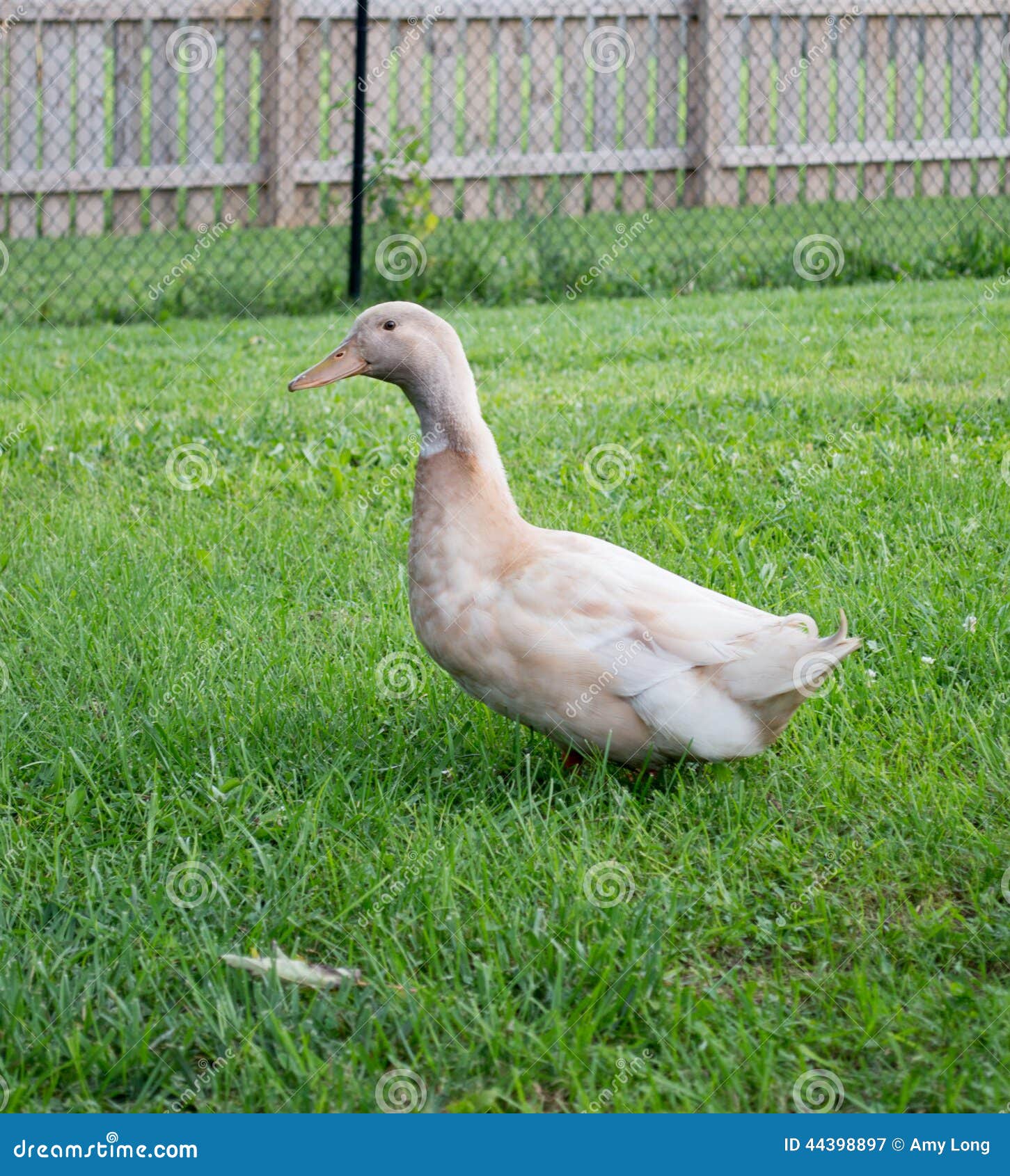 Pato Domesticado En Hierba Verde Imagen de archivo - Imagen de mascota ...