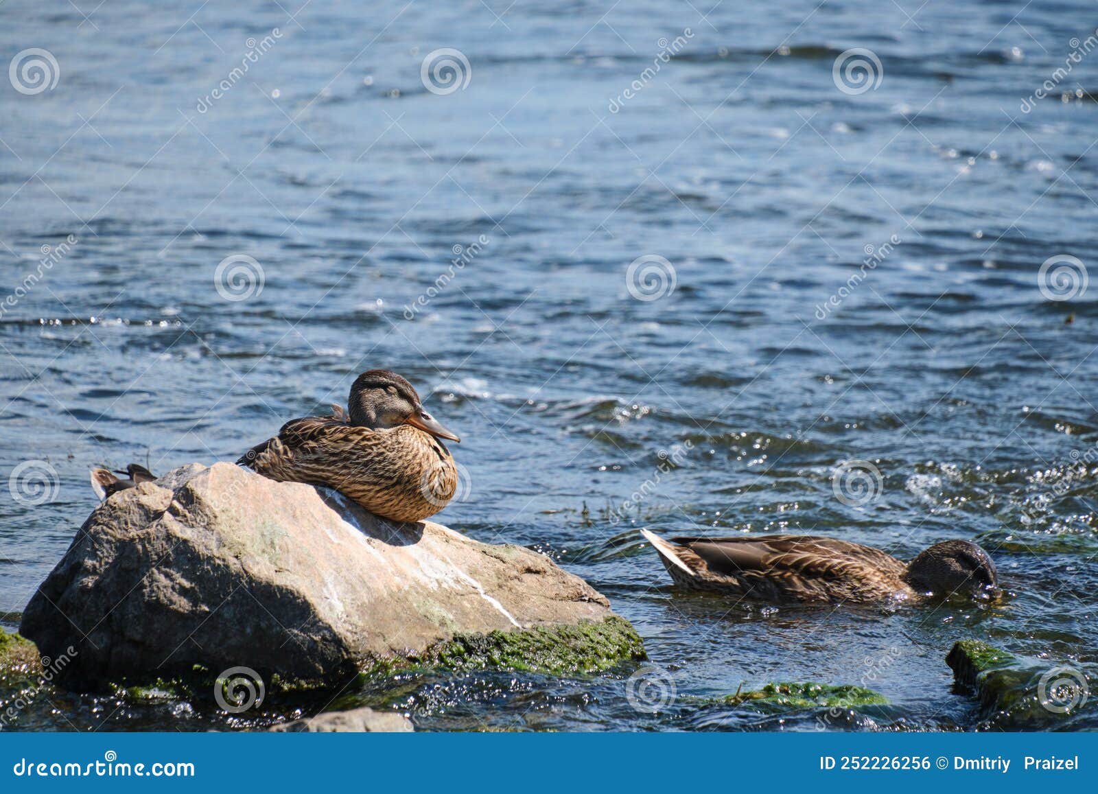 Pato Dorme E Volta Ao Sol Sentado Pedra No Meio Do Rio Foto de Stock ...