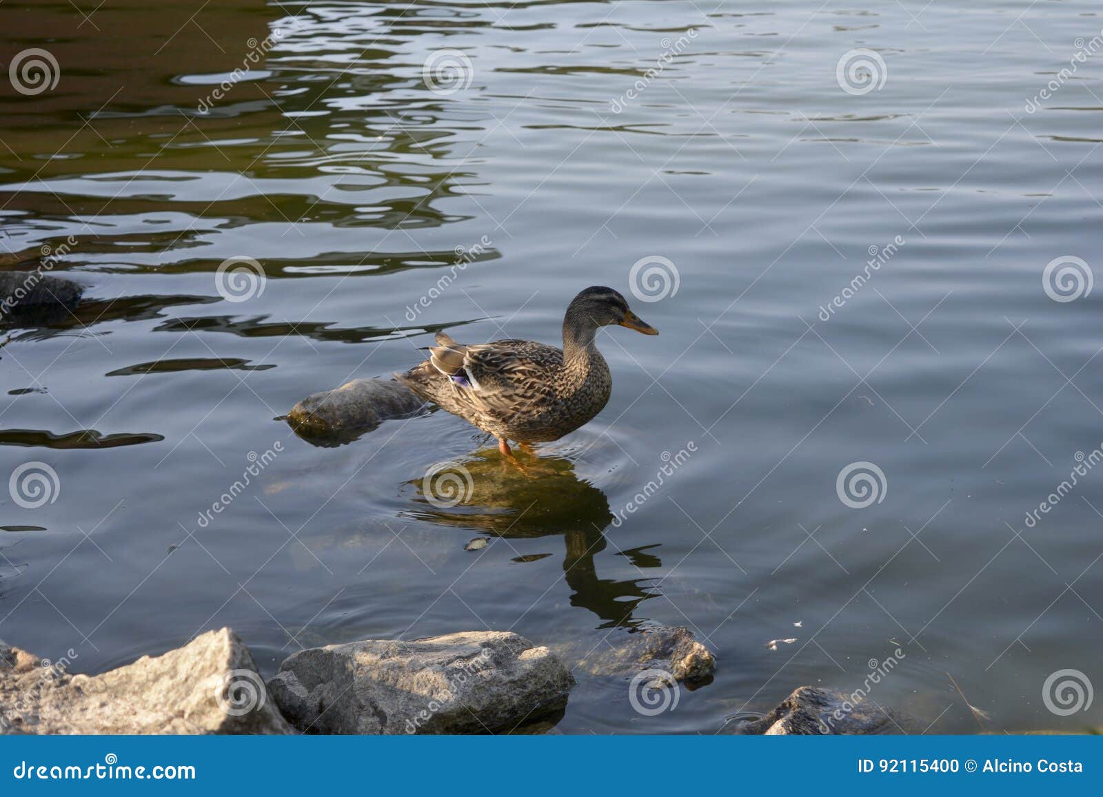 Pato_Duck stock photo. Image of fauna, feathers, reflex - 92115400