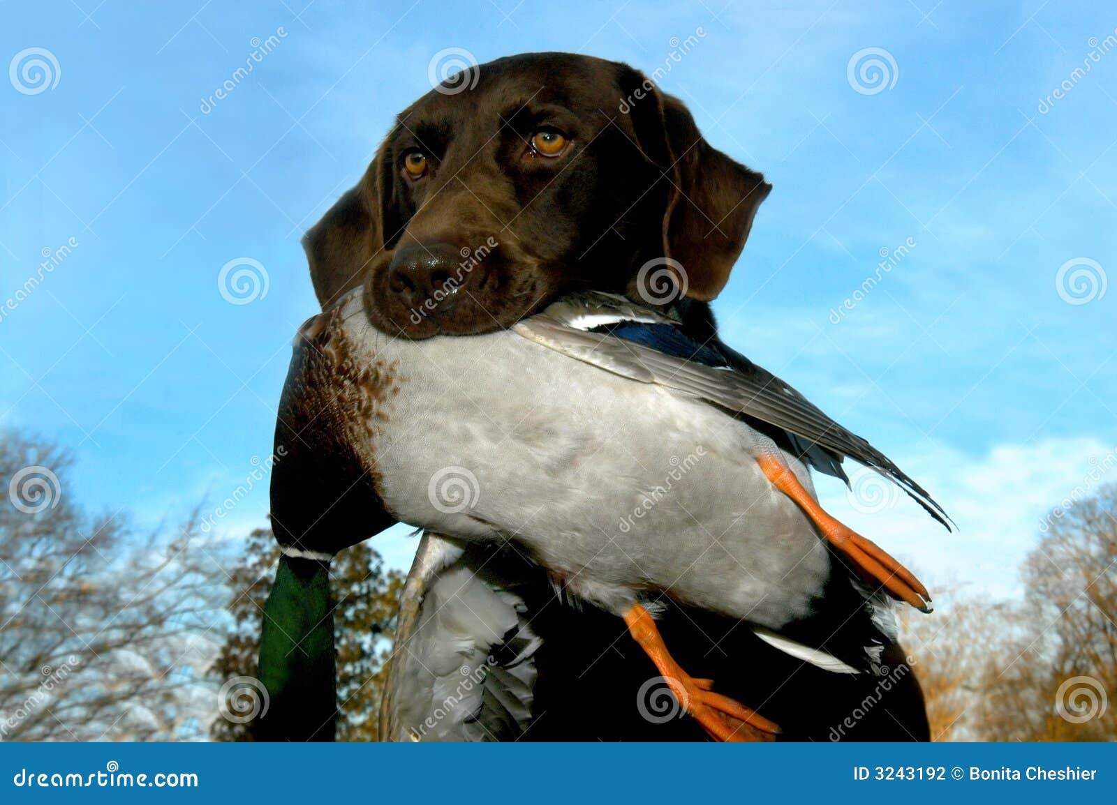 Pato e Labrador foto de stock. Imagem de wildlife, olhar - 3243192
