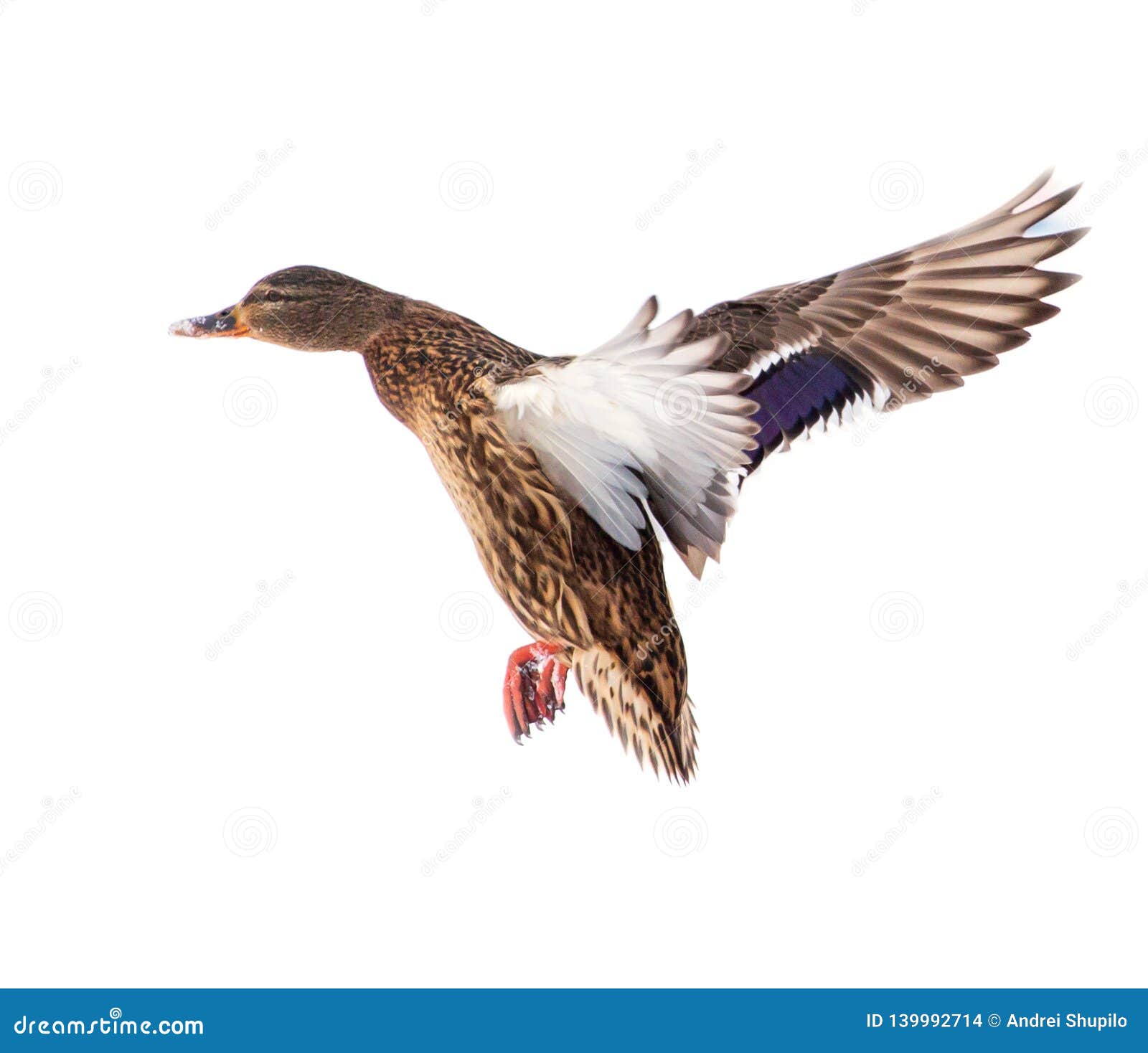 Pato Em Voo Isolado No Fundo Branco Foto de Stock - Imagem de fêmea ...