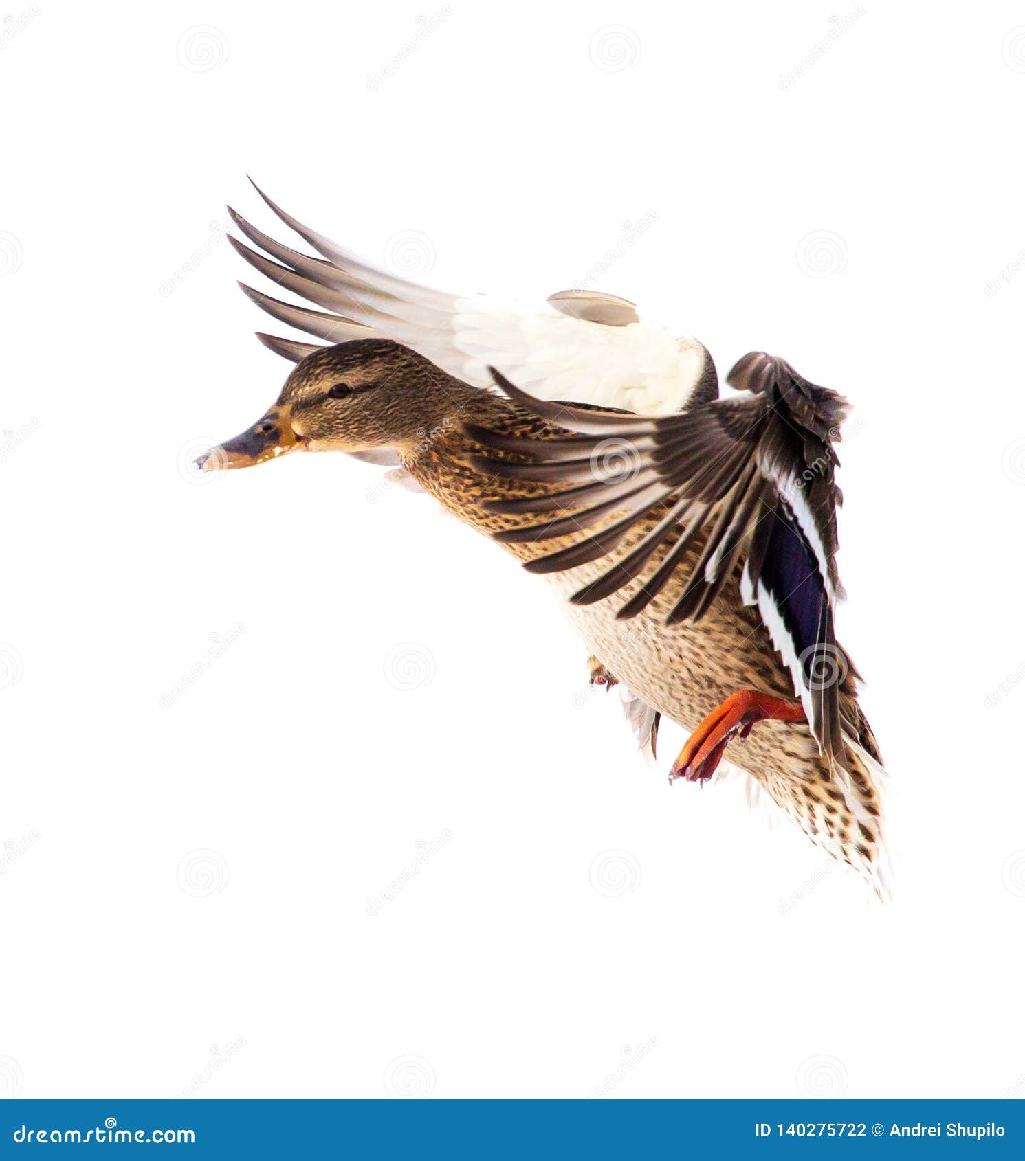 Pato Em Voo Isolado No Fundo Branco Foto de Stock - Imagem de animal ...