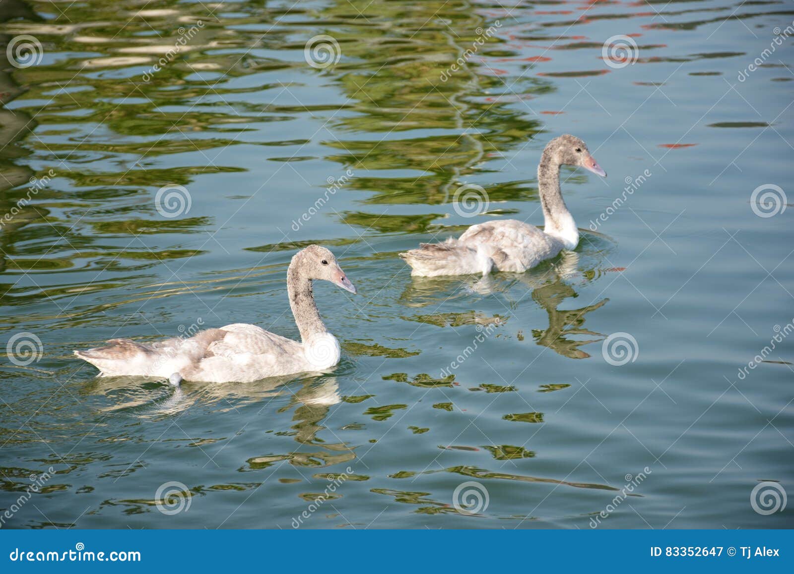 Pato en Chile imagen de archivo. Imagen de chile, lago - 83352647