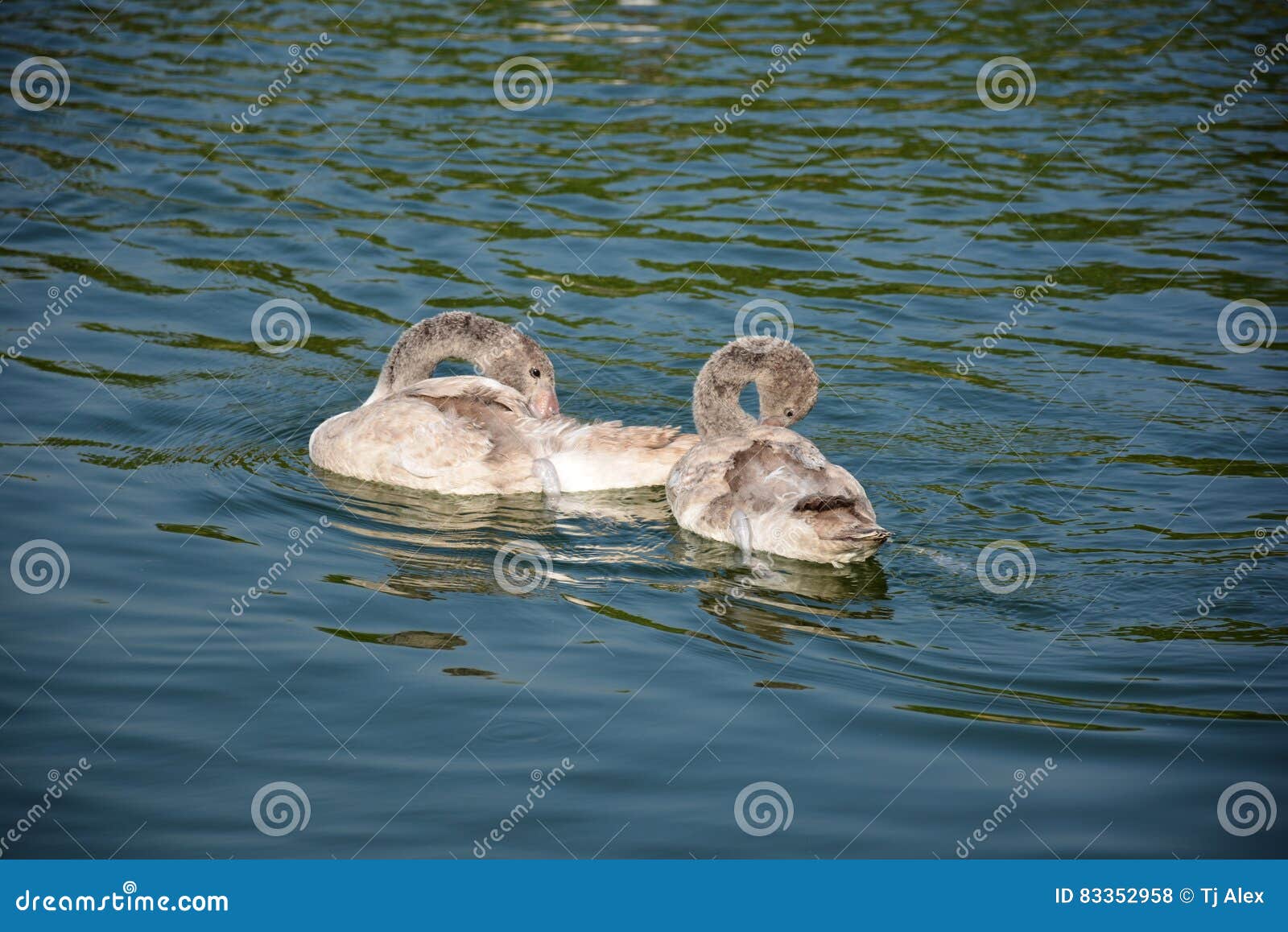 Pato en Chile foto de archivo. Imagen de pescados, charca - 83352958