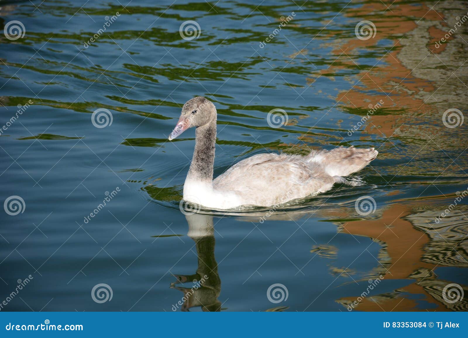 Pato en Chile foto de archivo. Imagen de fauna, chile - 83353084