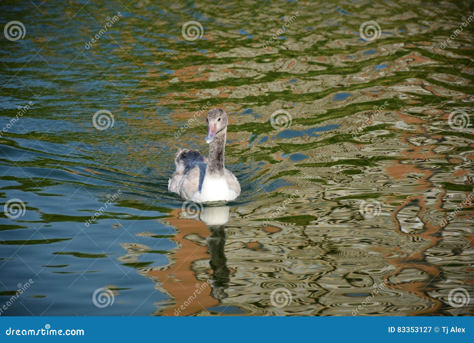 Pato en Chile imagen de archivo. Imagen de santiago, pescados - 83353127