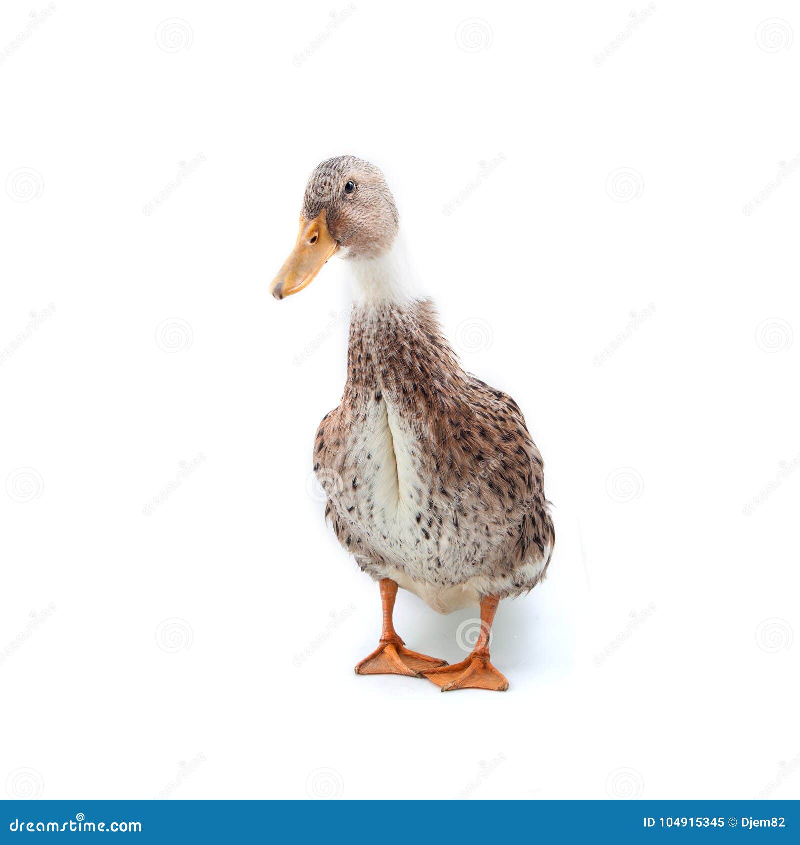 Pato en el fondo blanco imagen de archivo. Imagen de adulto - 104915345