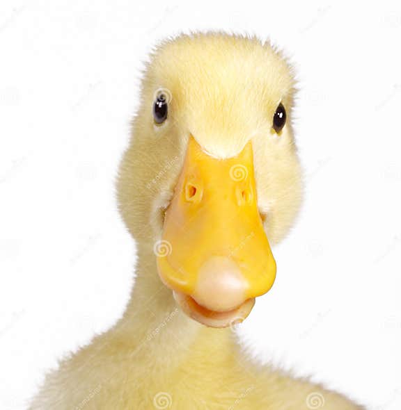 Pato engraçado imagem de stock. Imagem de pelaria, pato - 12791413