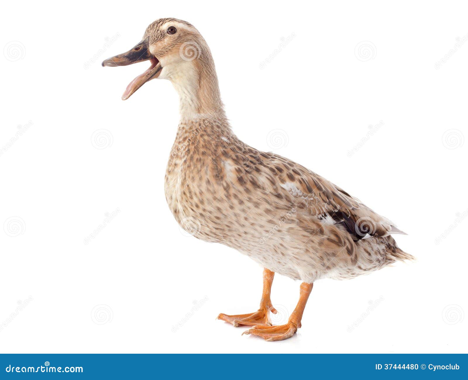 Pato fêmea foto de stock. Imagem de fundo, fazenda, fêmea - 37444480