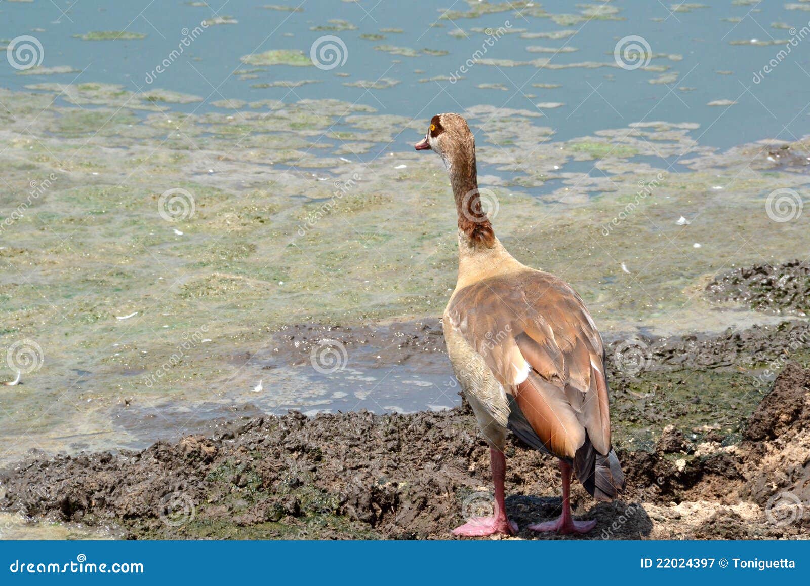 725 Pato Feio Fotos - Fotos de Stock Gratuitas e Fotos Royalty-Free ...