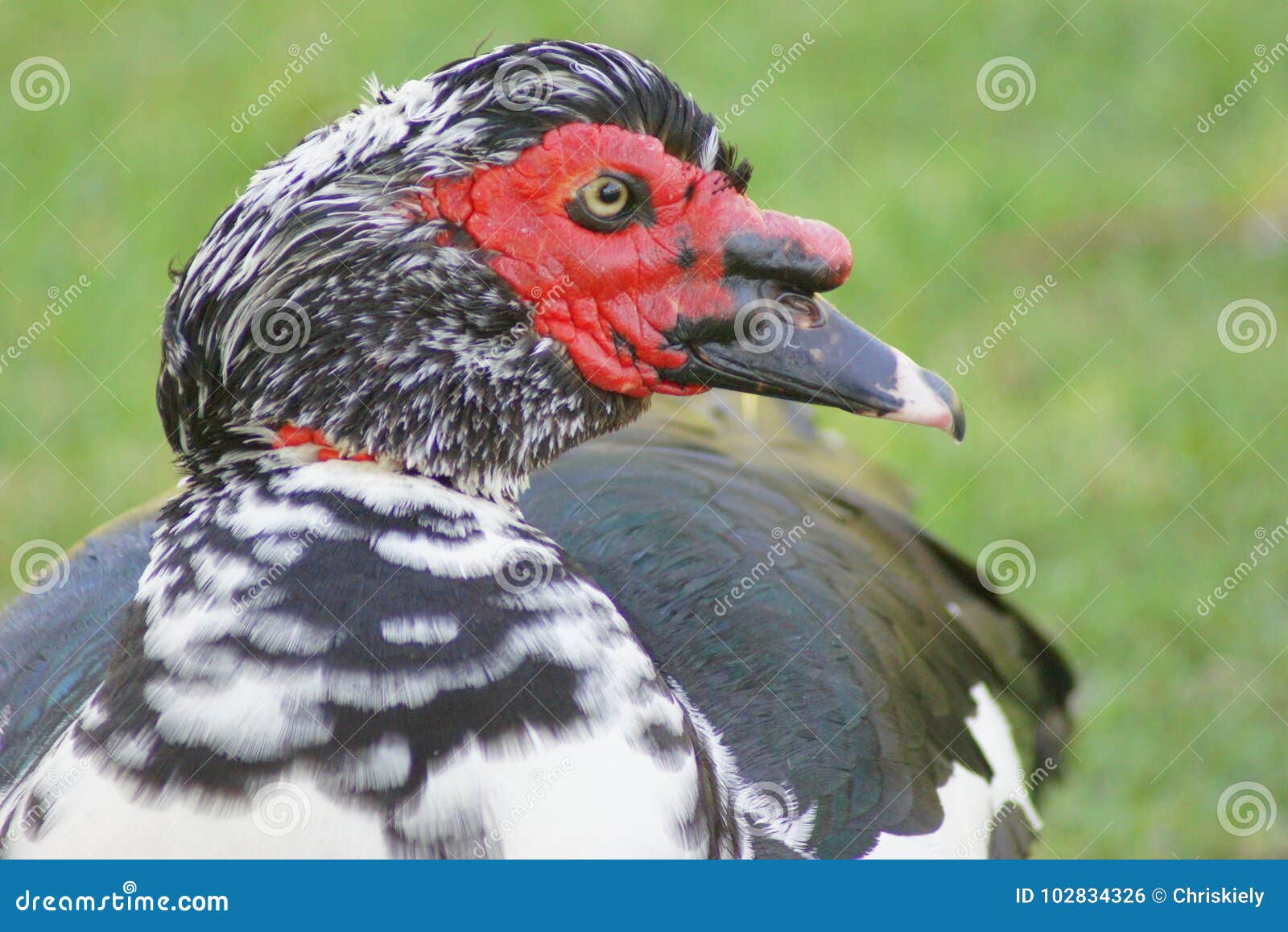 Pato feo foto de archivo. Imagen de hermoso, negro, todos - 102834326