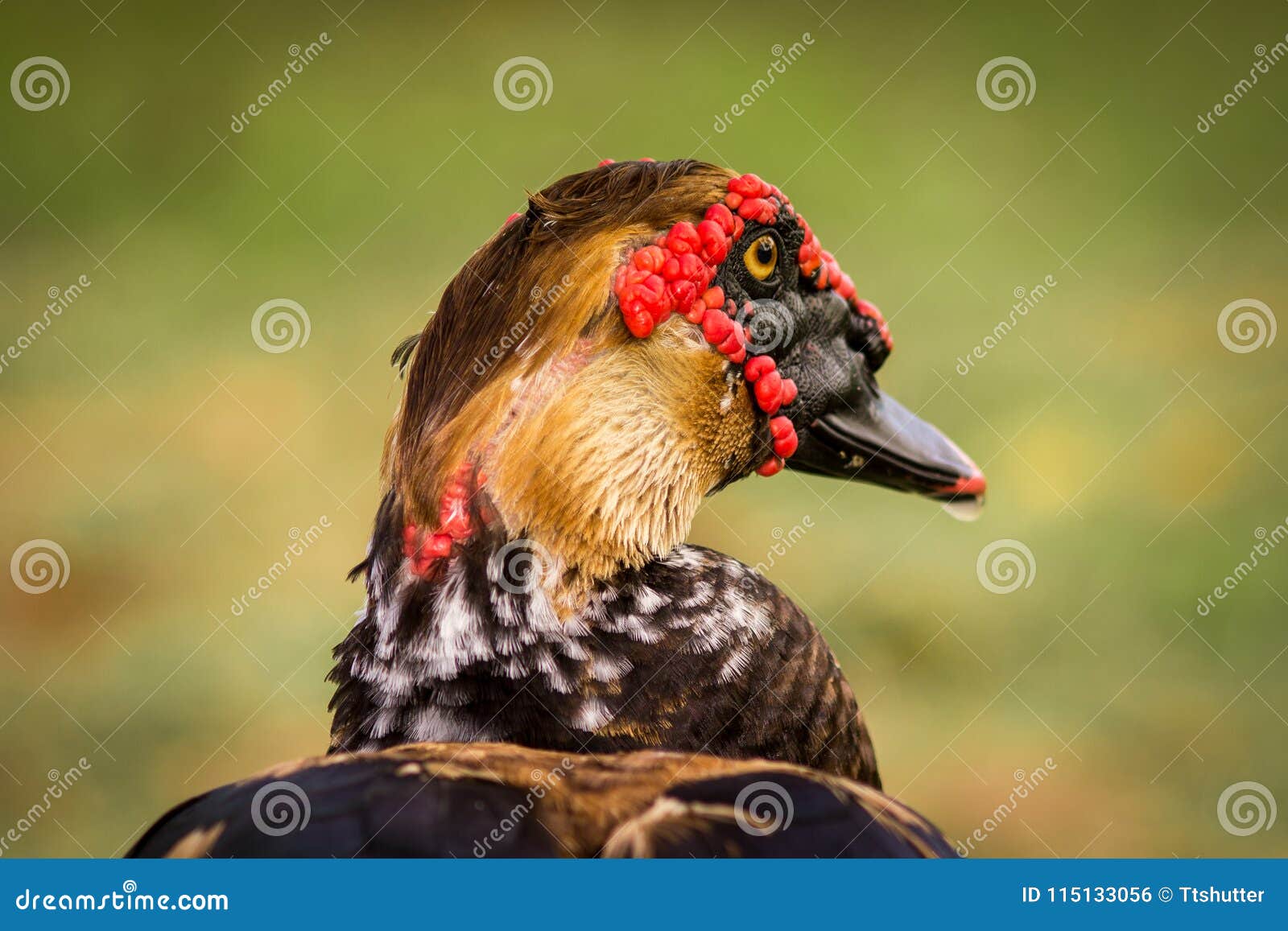 Pato feo foto de archivo. Imagen de poultry, gordo, mascota - 115133056