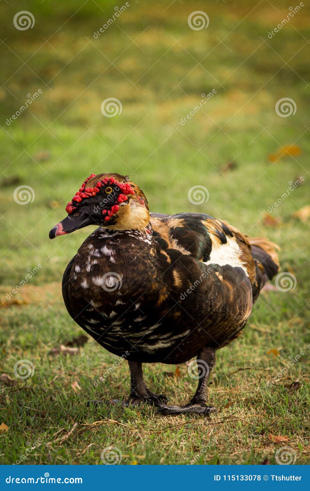 Pato feo foto de archivo. Imagen de exterior, forma - 115133078