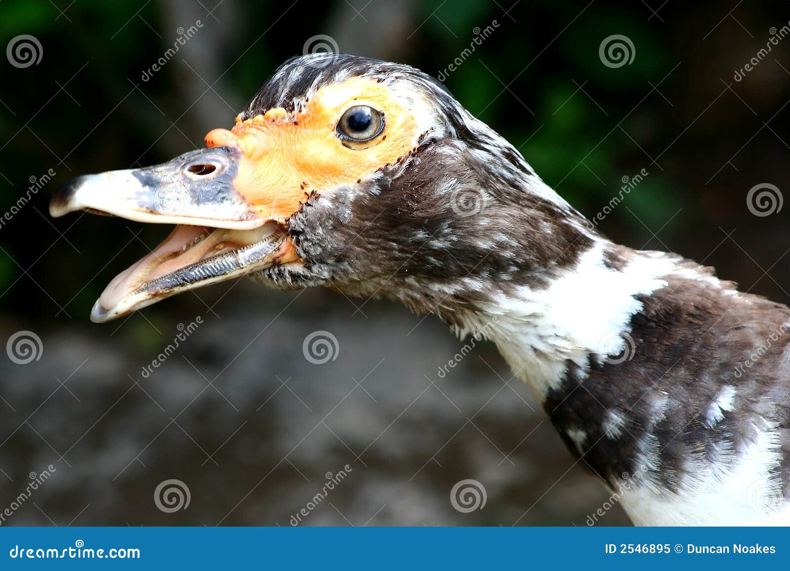 Pato feo imagen de archivo. Imagen de pico, cara, picotear - 2546895