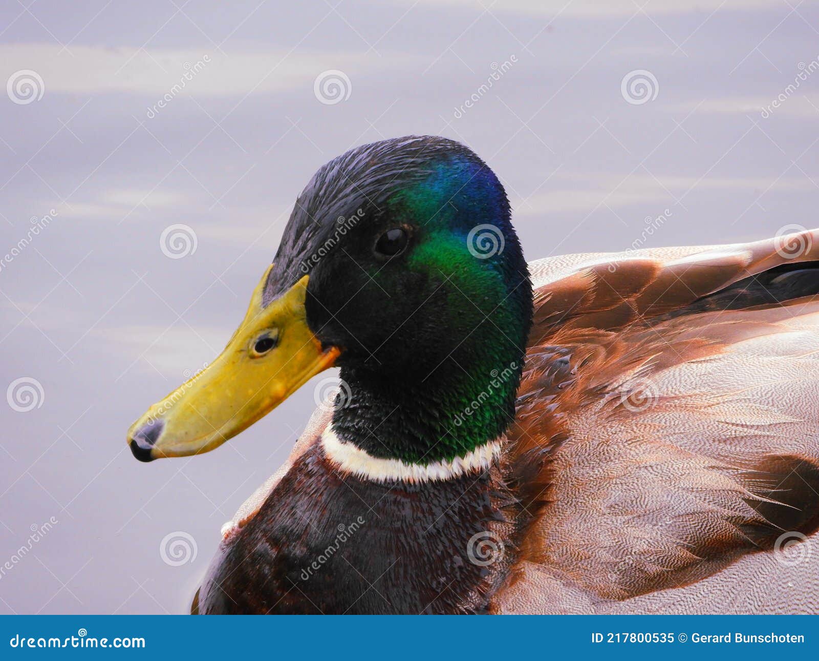 Pato Macho Con Colores Verde Y Azul Imagen de archivo - Imagen de color ...