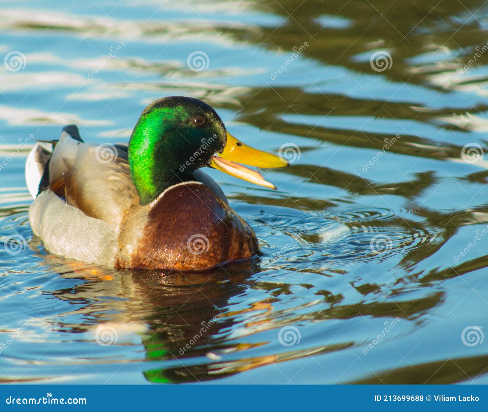 Pato Macho Con Pico Abierto Foto de archivo - Imagen de oruga, patos ...