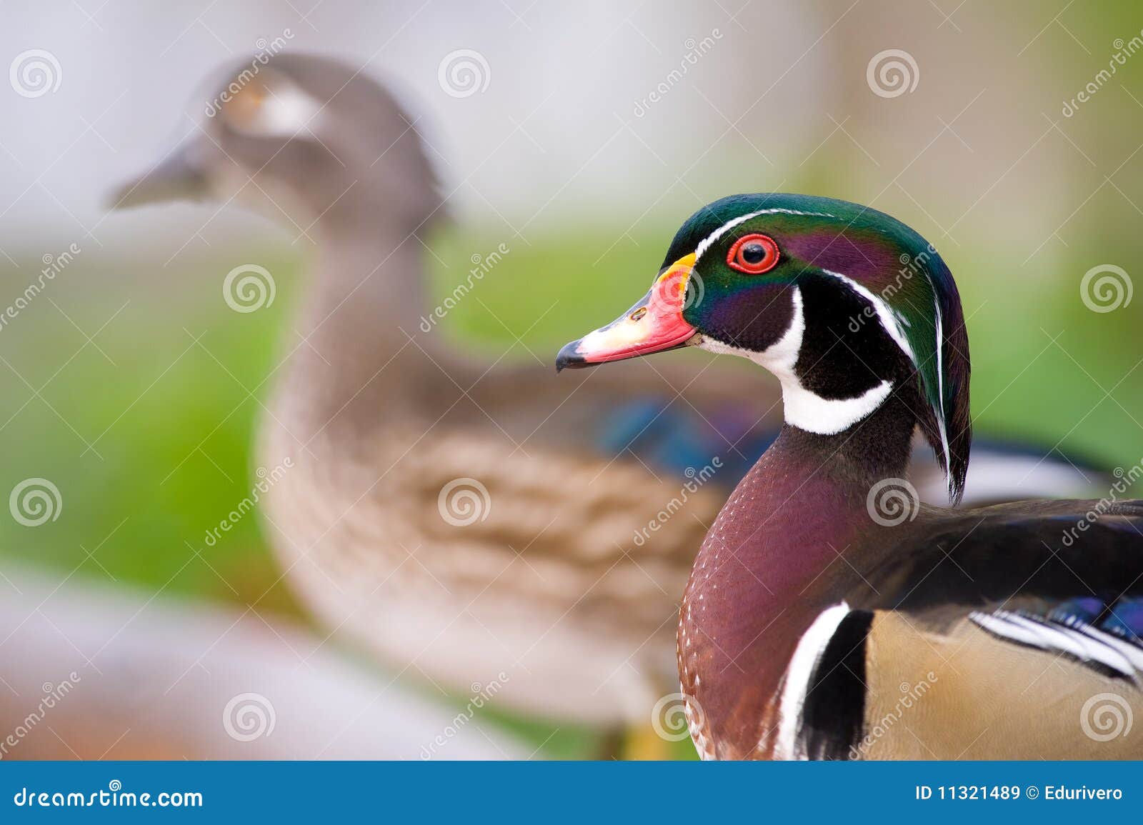 Pato masculino colorido imagem de stock. Imagem de conta - 11321489