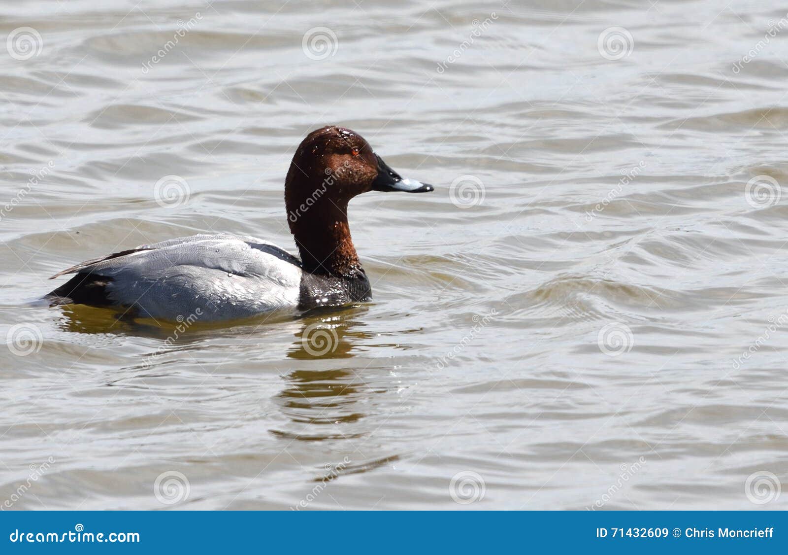 Pato masculino do larro imagem de stock. Imagem de naughty - 71432609