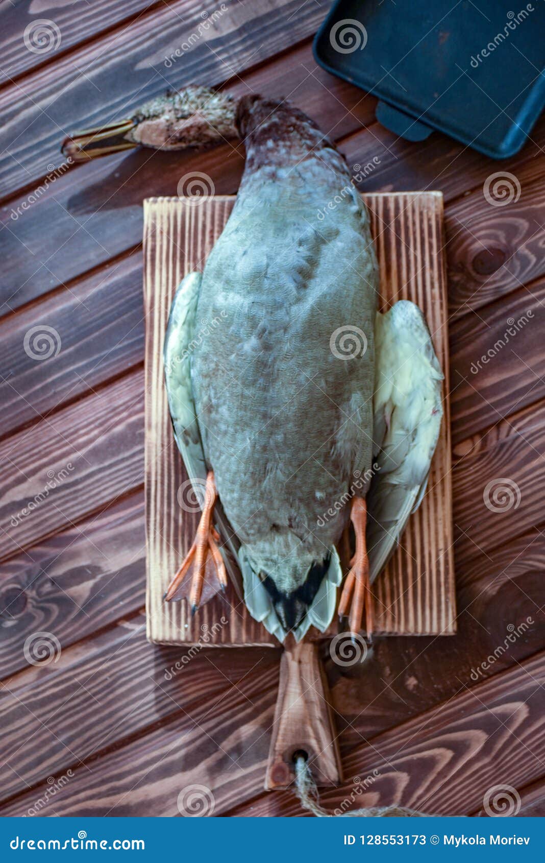 Pato Matado Antes De Cocinar Imagen de archivo - Imagen de labrador ...