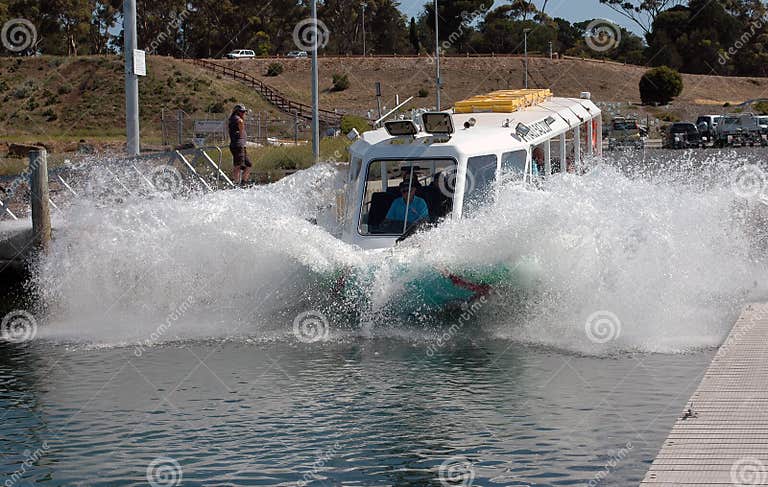 Pato militar. fotografía editorial. Imagen de victoria - 27350807