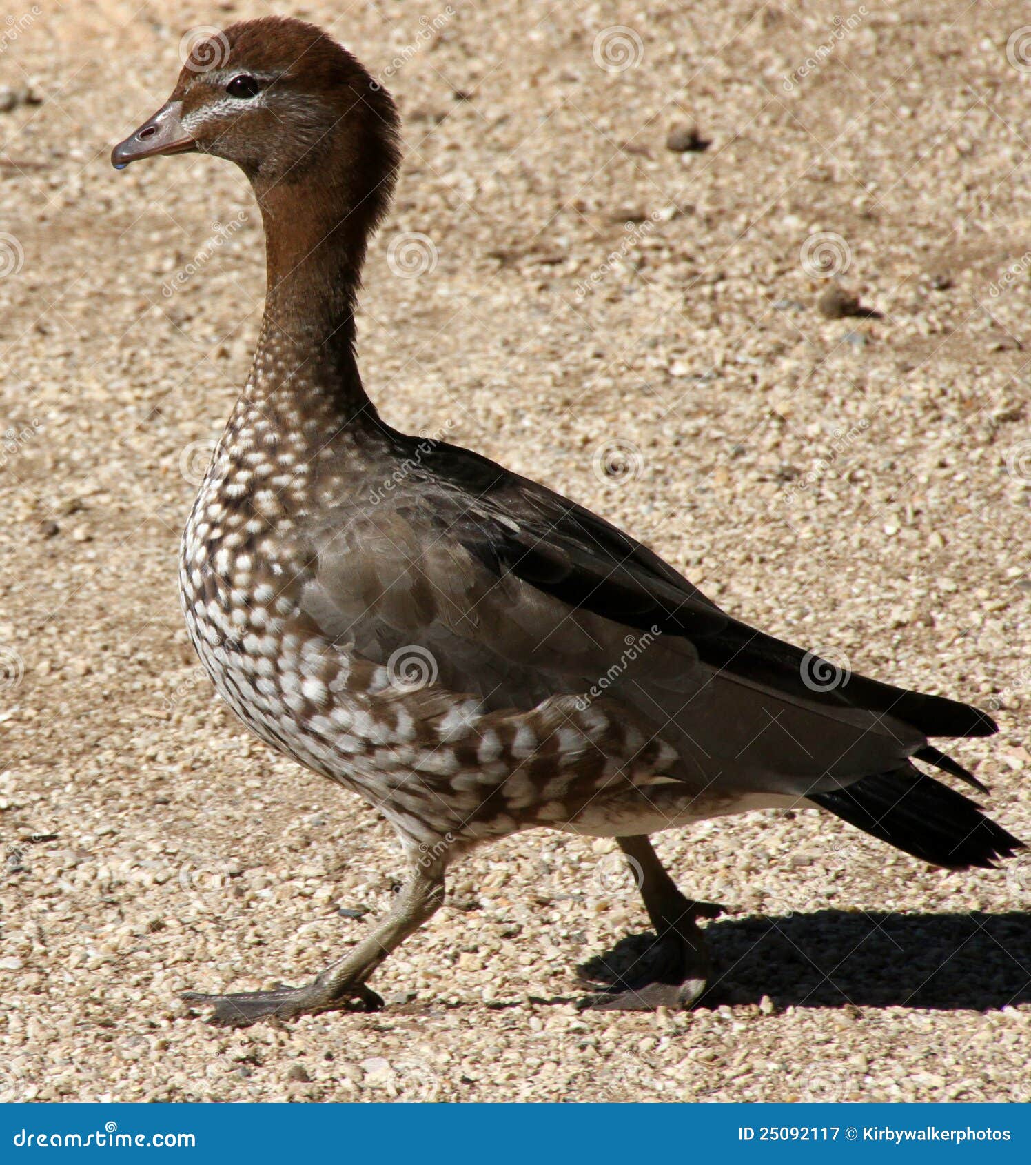 Pato nativo australiano imagem de stock. Imagem de waterfowl - 25092117