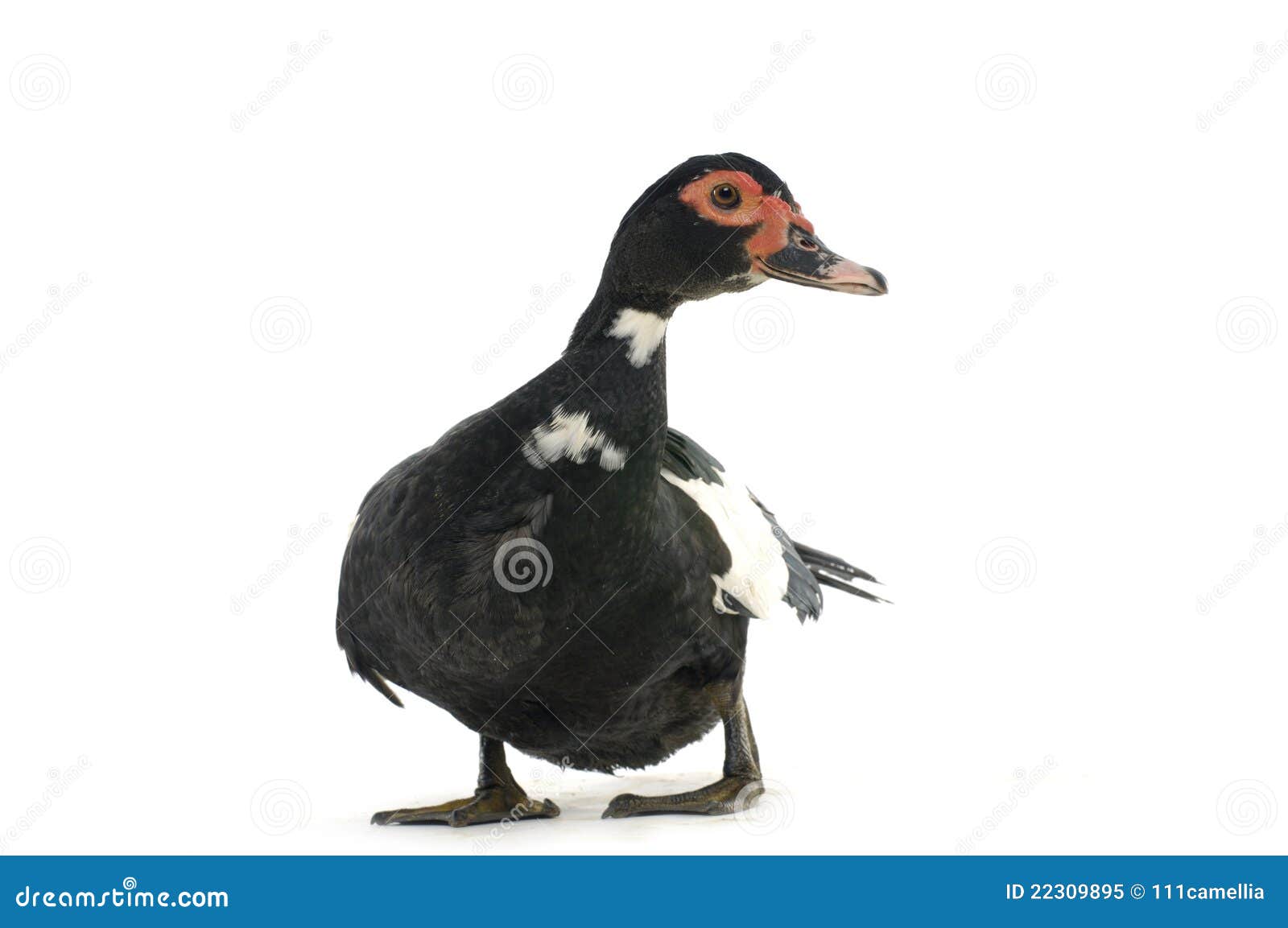 Pato negro imagen de archivo. Imagen de mascota, inocente - 22309895