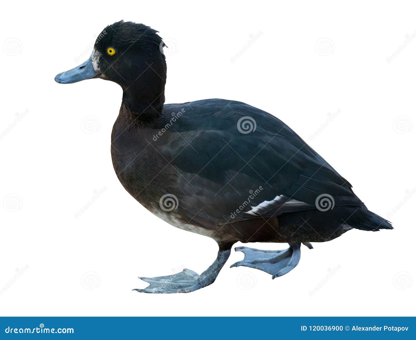 Pato Negro Aislado En Blanco Foto de archivo - Imagen de aves ...