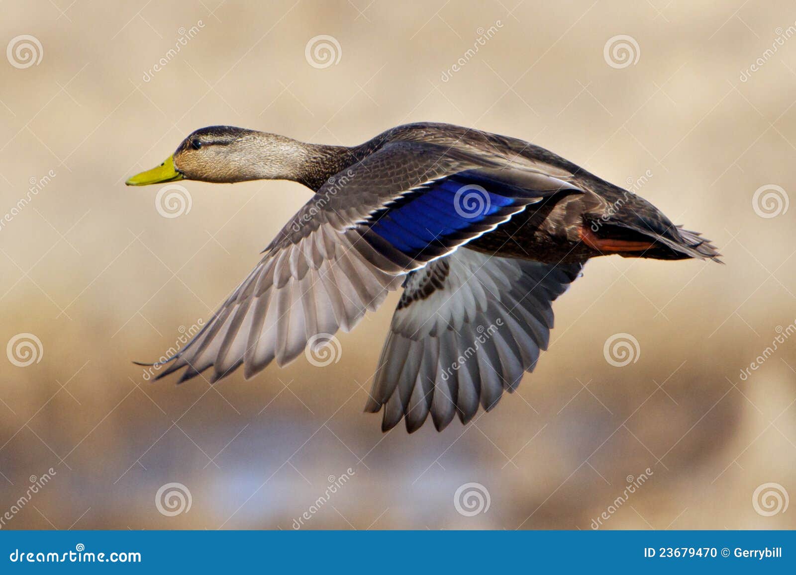 Pato negro americano foto de archivo. Imagen de lindo - 23679470