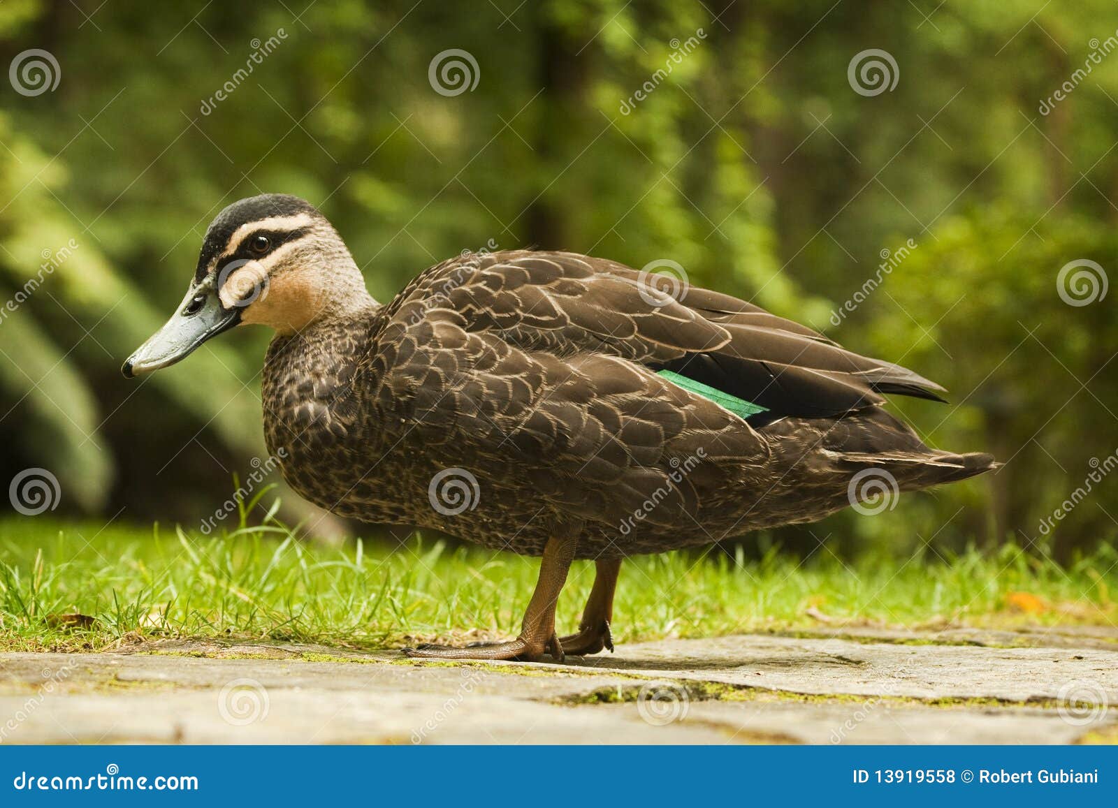 Pato negro pacífico foto de archivo. Imagen de standing - 13919558