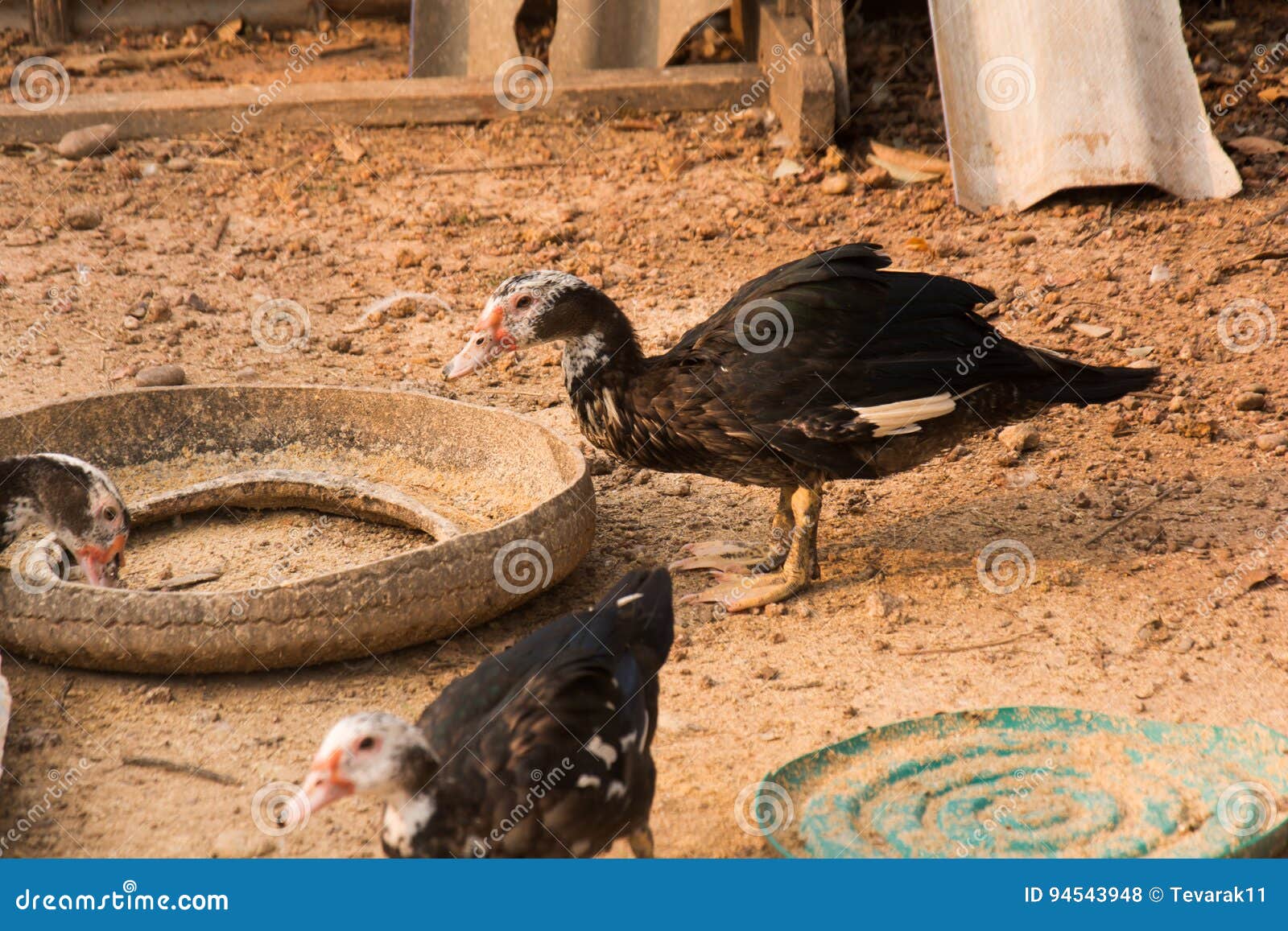 Pato Negro Que Come, Pato Bonito Foto de archivo - Imagen de asia ...