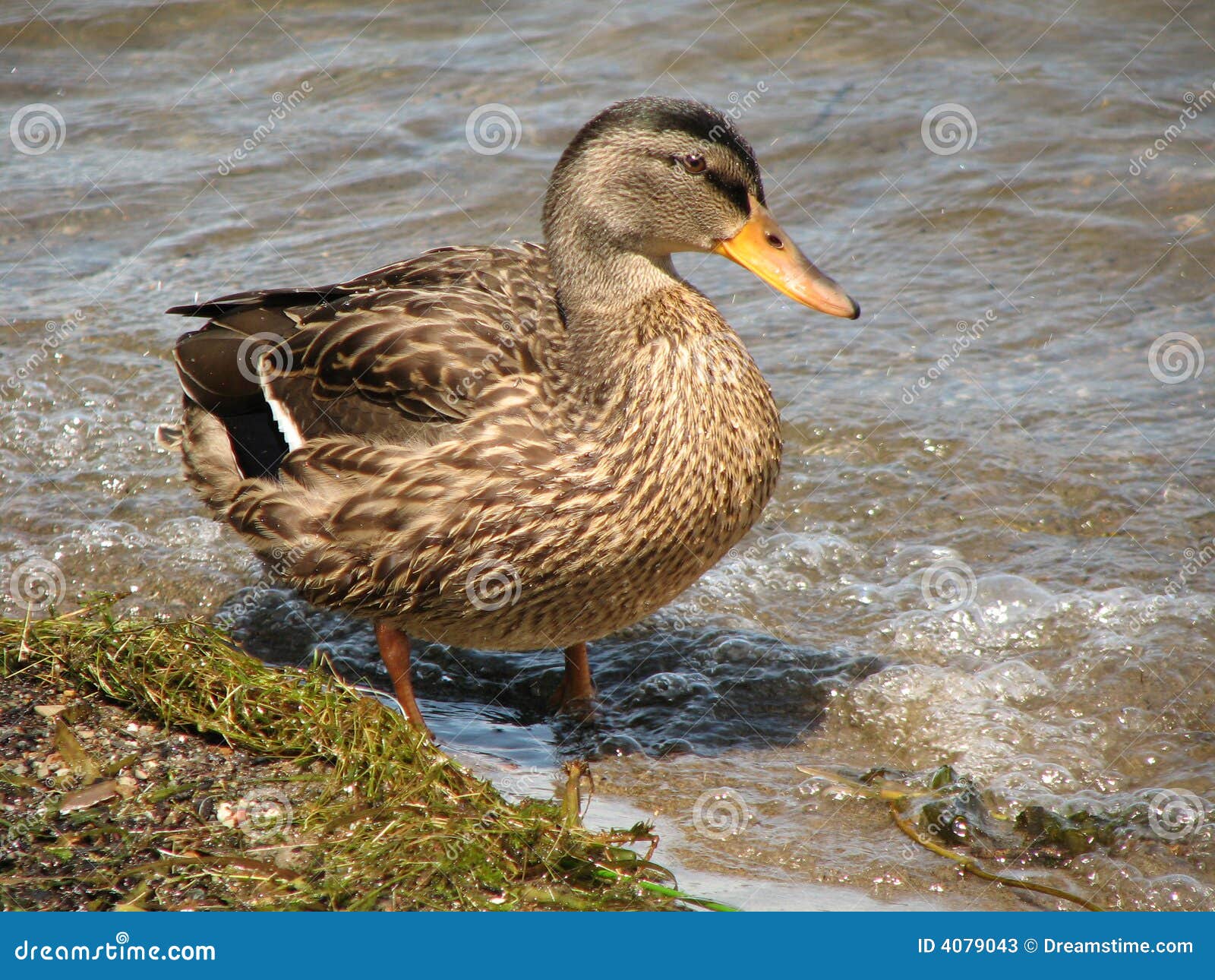 Pato Negro Salvaje En La Orilla Imagen de archivo - Imagen de pato ...