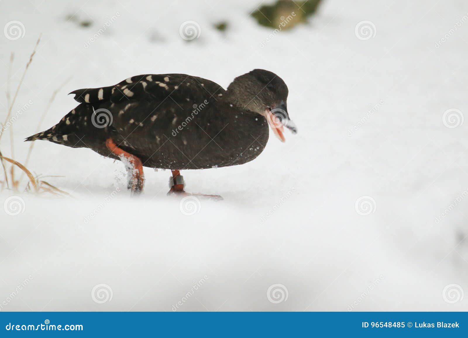 Pato negro surafricano imagen de archivo. Imagen de adulto - 96548485