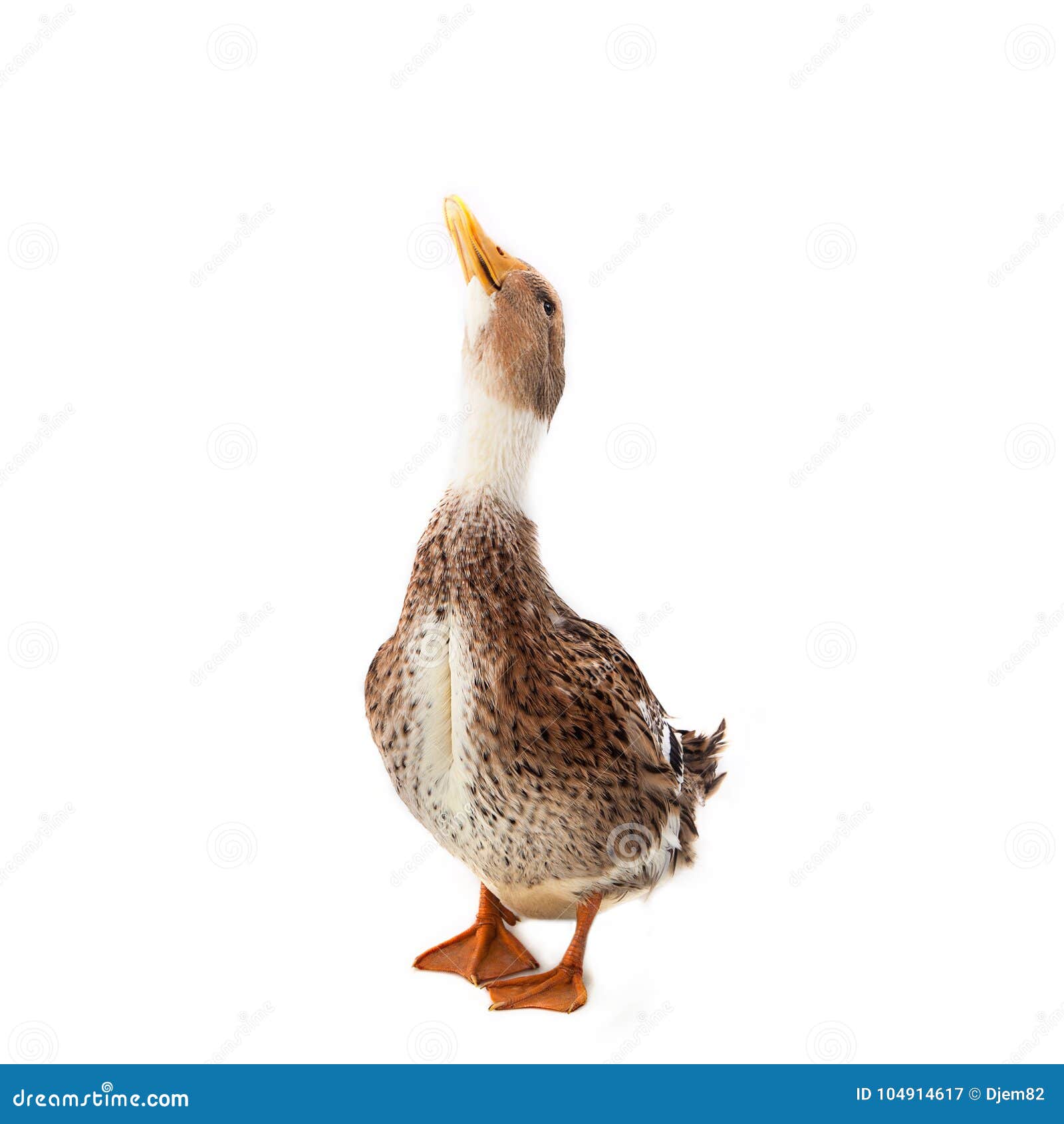 Pato no fundo branco imagem de stock. Imagem de aves - 104914617