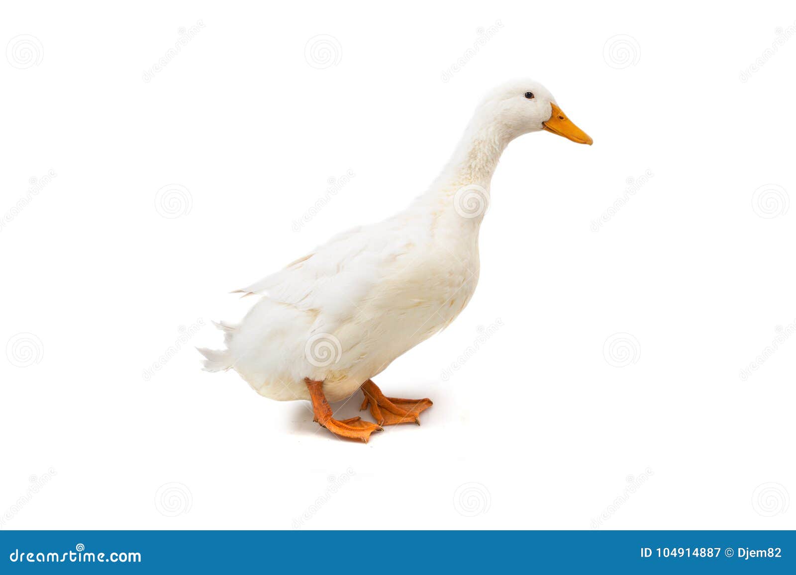 Pato no fundo branco imagem de stock. Imagem de adulto - 104914887