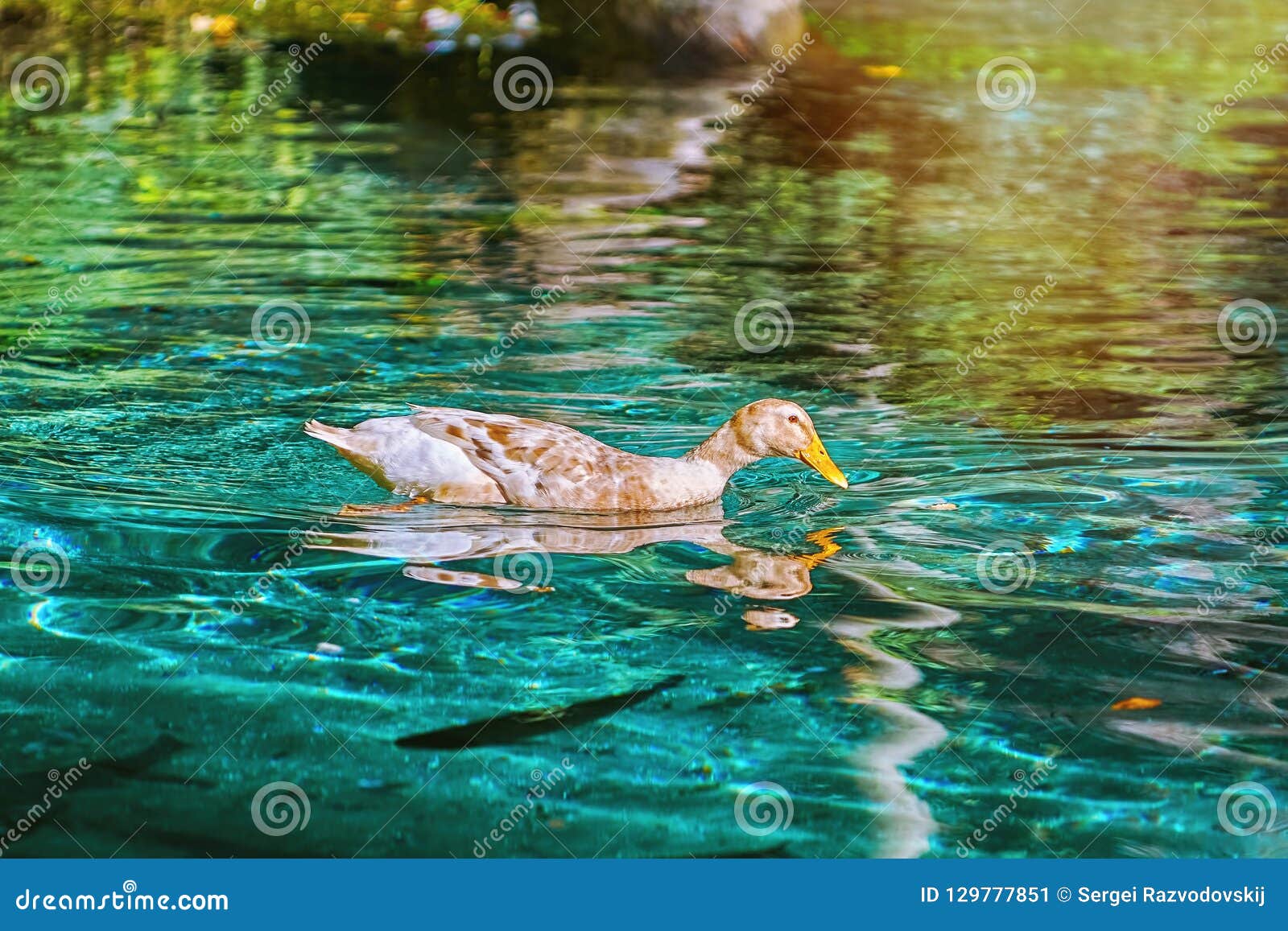 Pato no lago imagem de stock. Imagem de conta, pato - 129777851