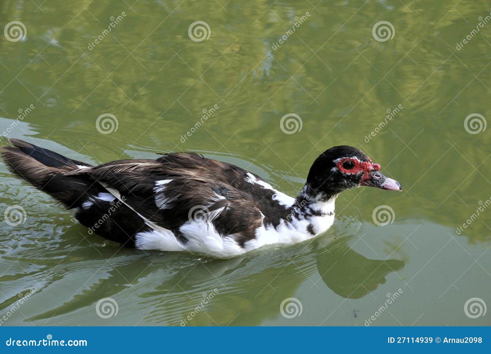 Pato no lago imagem de stock. Imagem de selvagem, waterfowl - 27114939