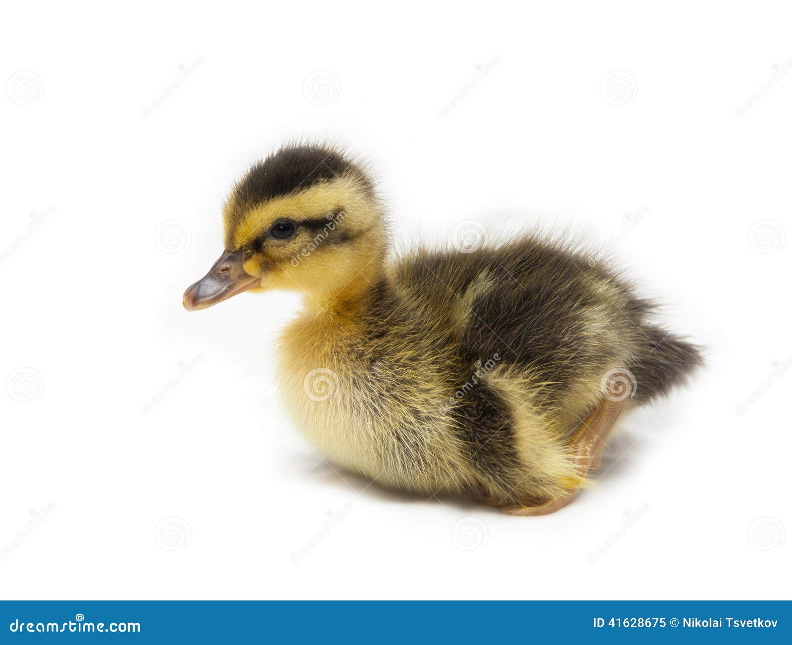 Pato pequeno do bebê imagem de stock. Imagem de marrom - 41628675