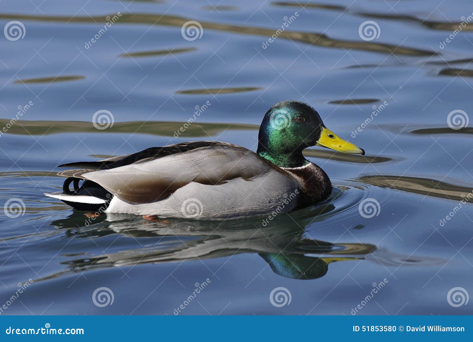 Pato Principal Verde Do Pato Selvagem Foto de Stock - Imagem de ...