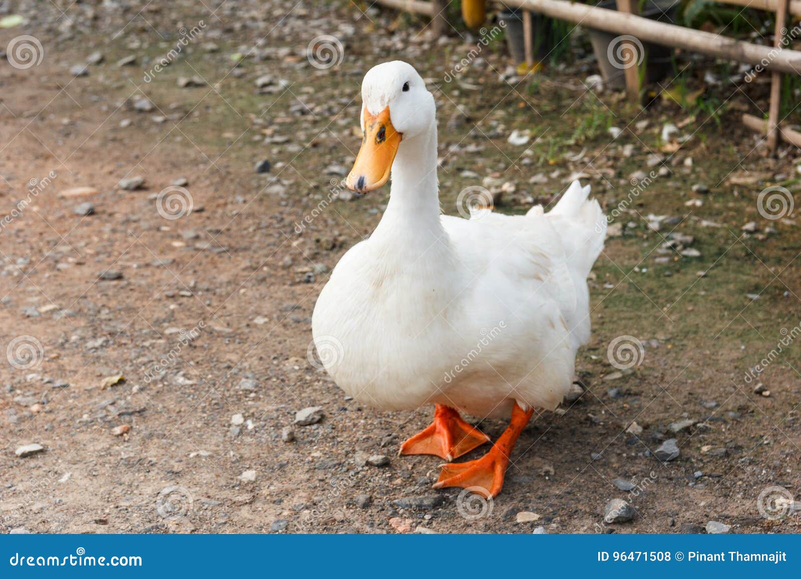 Pato Que Camina En La Tierra Foto de archivo - Imagen de tierra ...