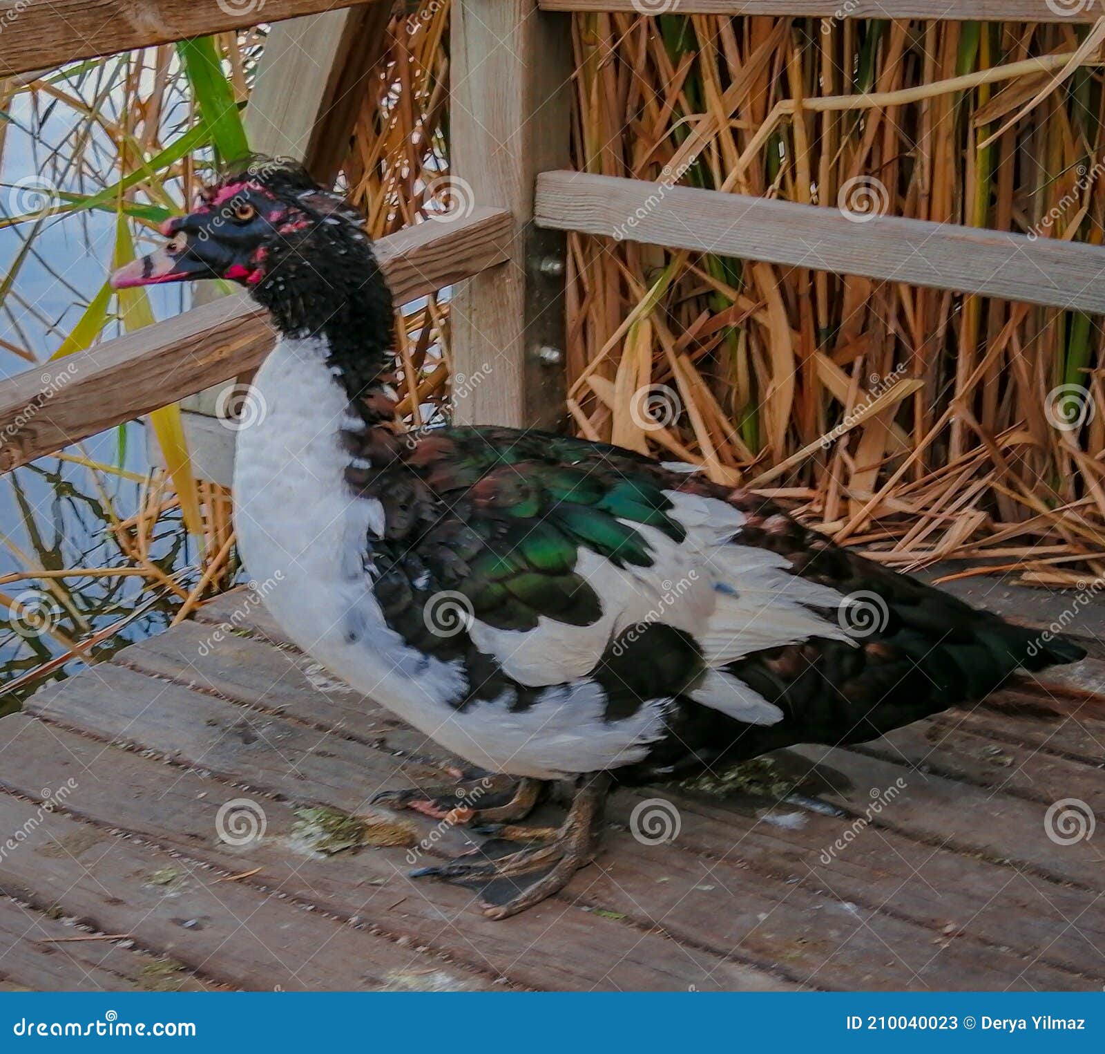 Pato Que Encanta Com As Cores Imagem de Stock - Imagem de cores ...