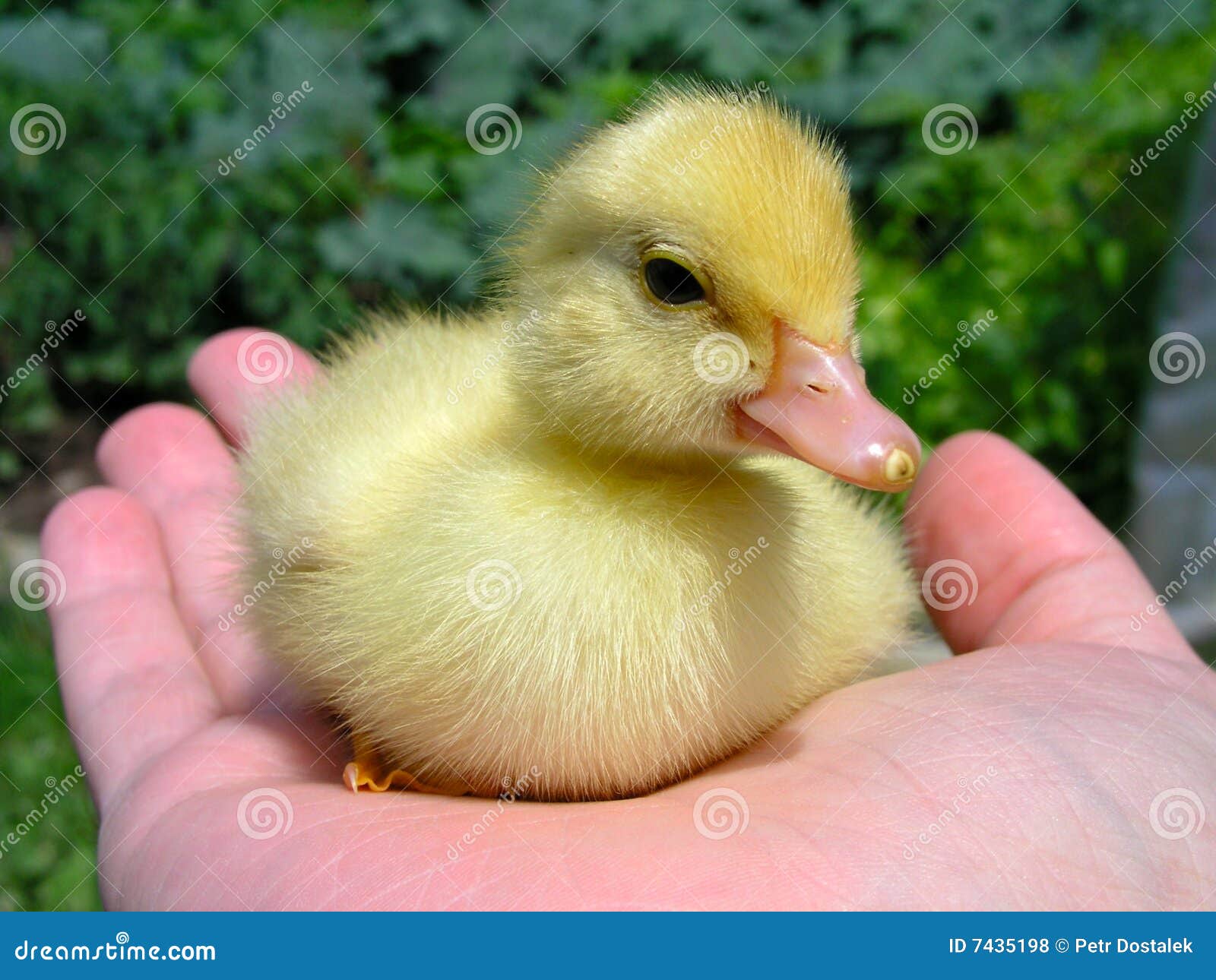 Pato que senta-se na mão foto de stock. Imagem de pureza - 7435198