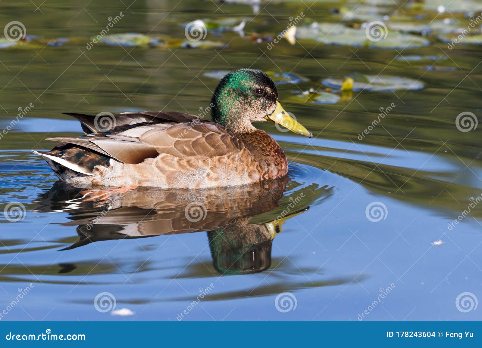 Pato-real macho foto de stock. Imagem de wildlife, pato - 178243604