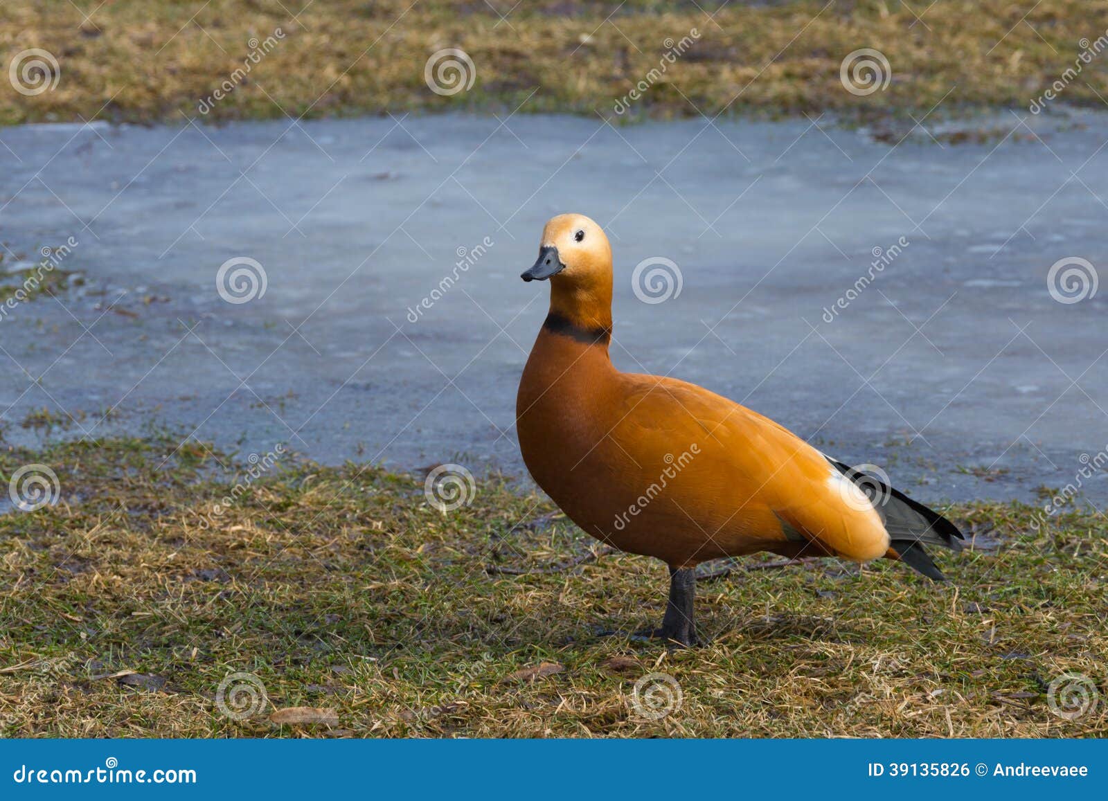 Pato Rojo, Negro-necked Digno De La Charca Foto de archivo - Imagen de ...