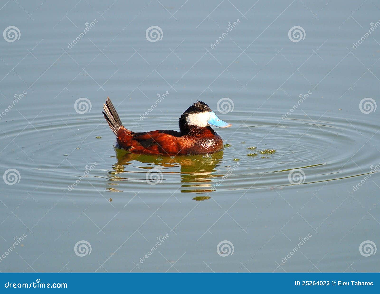 Pato rubicundo imagen de archivo. Imagen de salvaje, charca - 25264023