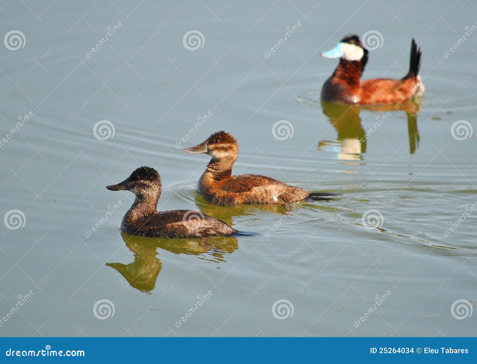 Pato rubicundo foto de archivo. Imagen de rubicundo, plumas - 25264034